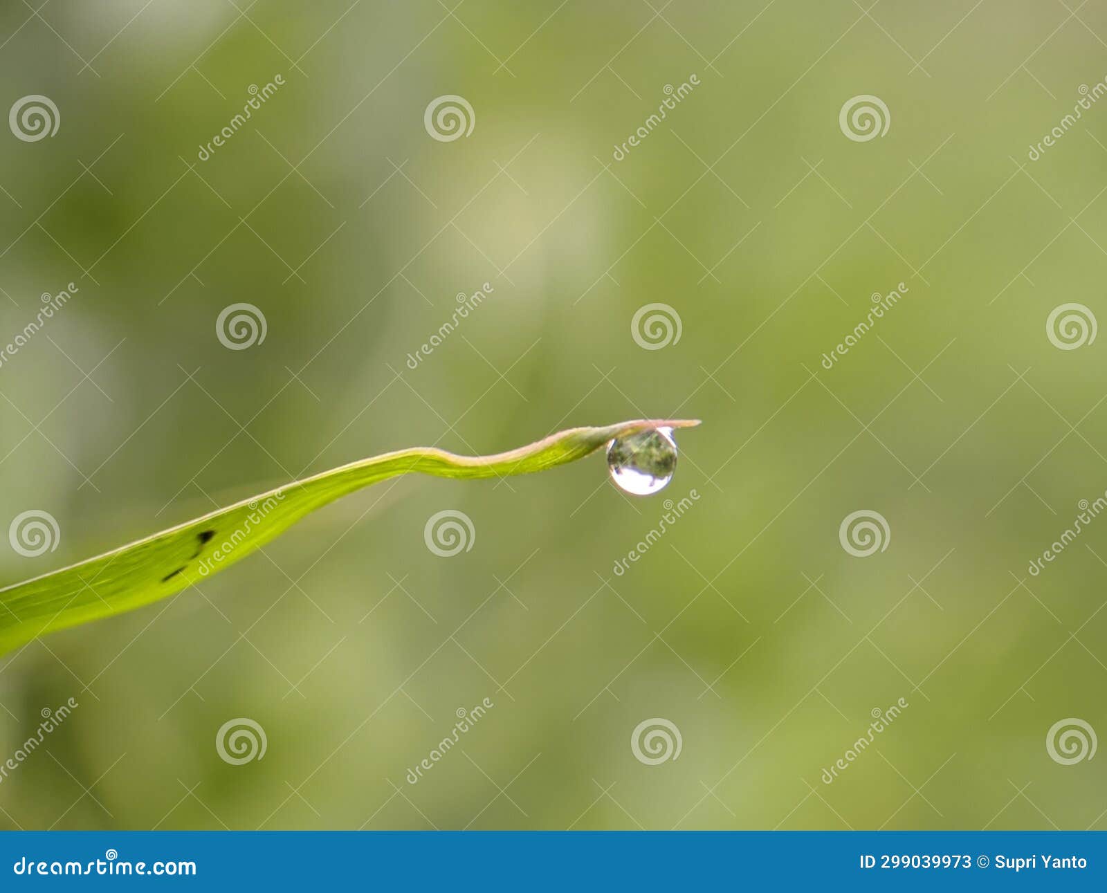 Perfectly Round Morning Dew Drops Stock Image - Image of morning, drop: 299039973