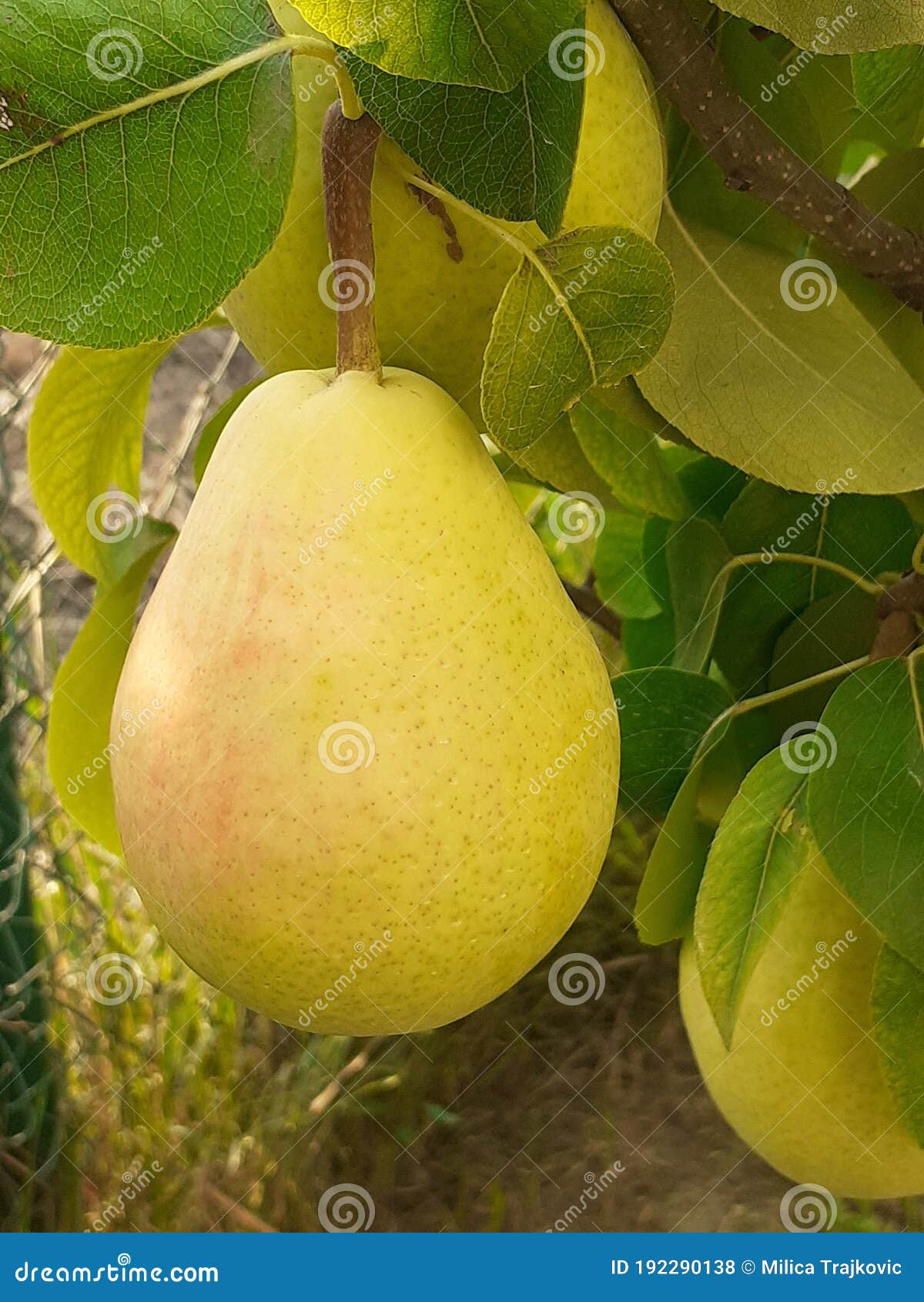 Perfectly symmetrical pear stock photo. Image of leaf - 192290138