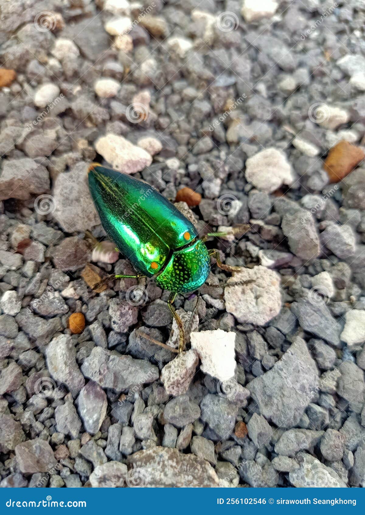 Perfecto insecto verde foto de archivo. Imagen de suelo - 256102546