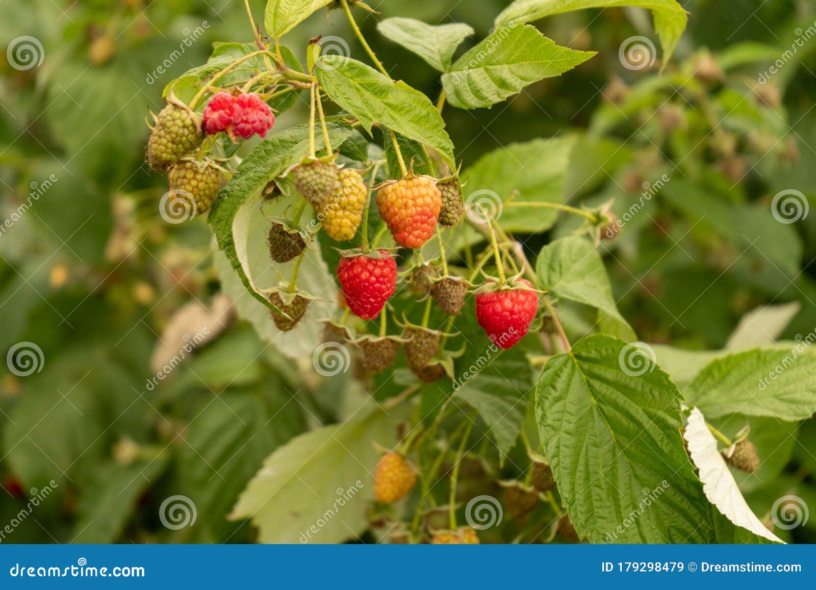 Perfekter Himbeerbaum in Der Ukraine. August August 2019 Stockbild ...
