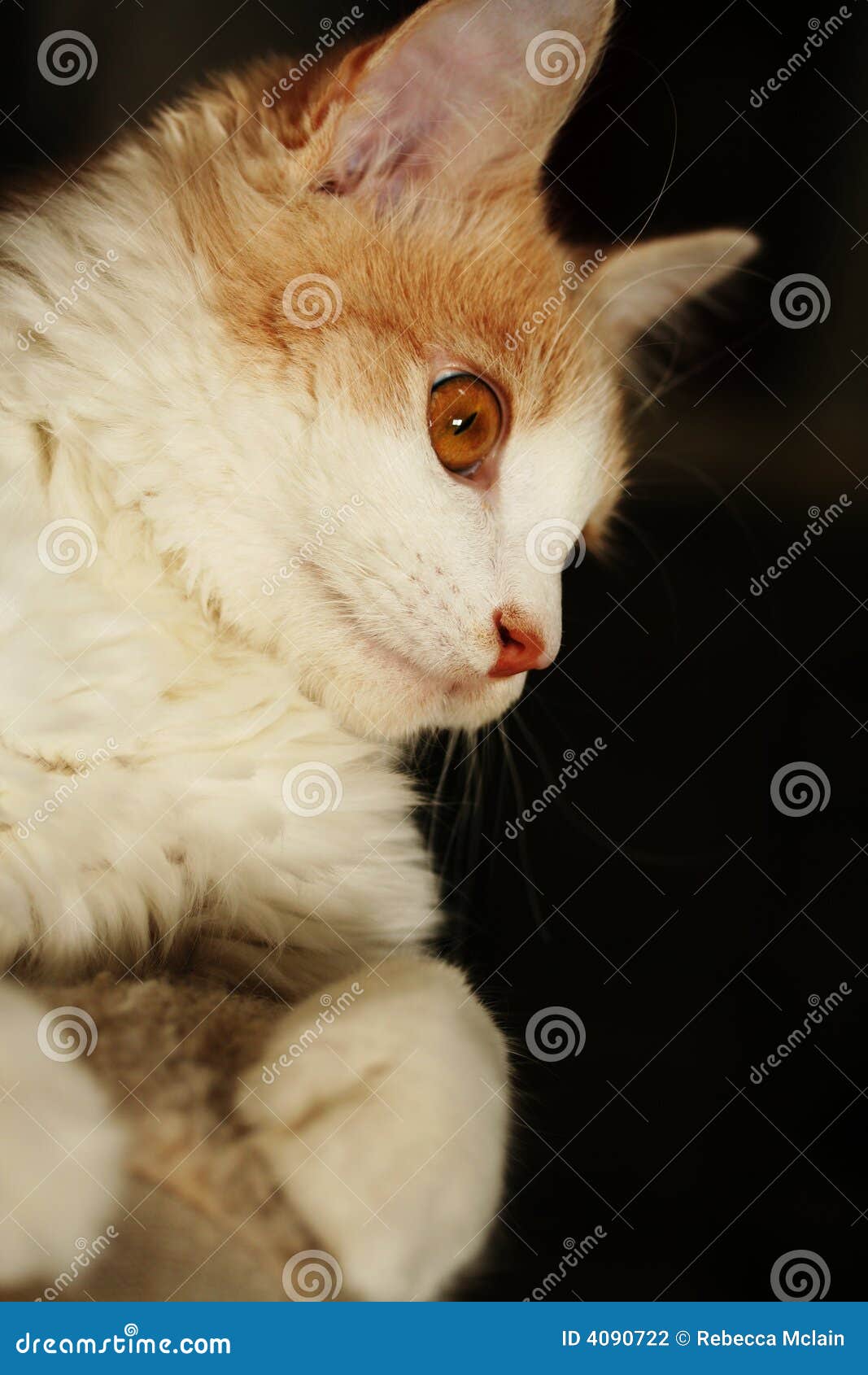 Perfil bonito foto de stock. Imagem de gatos, perfil, doméstico - 4090722