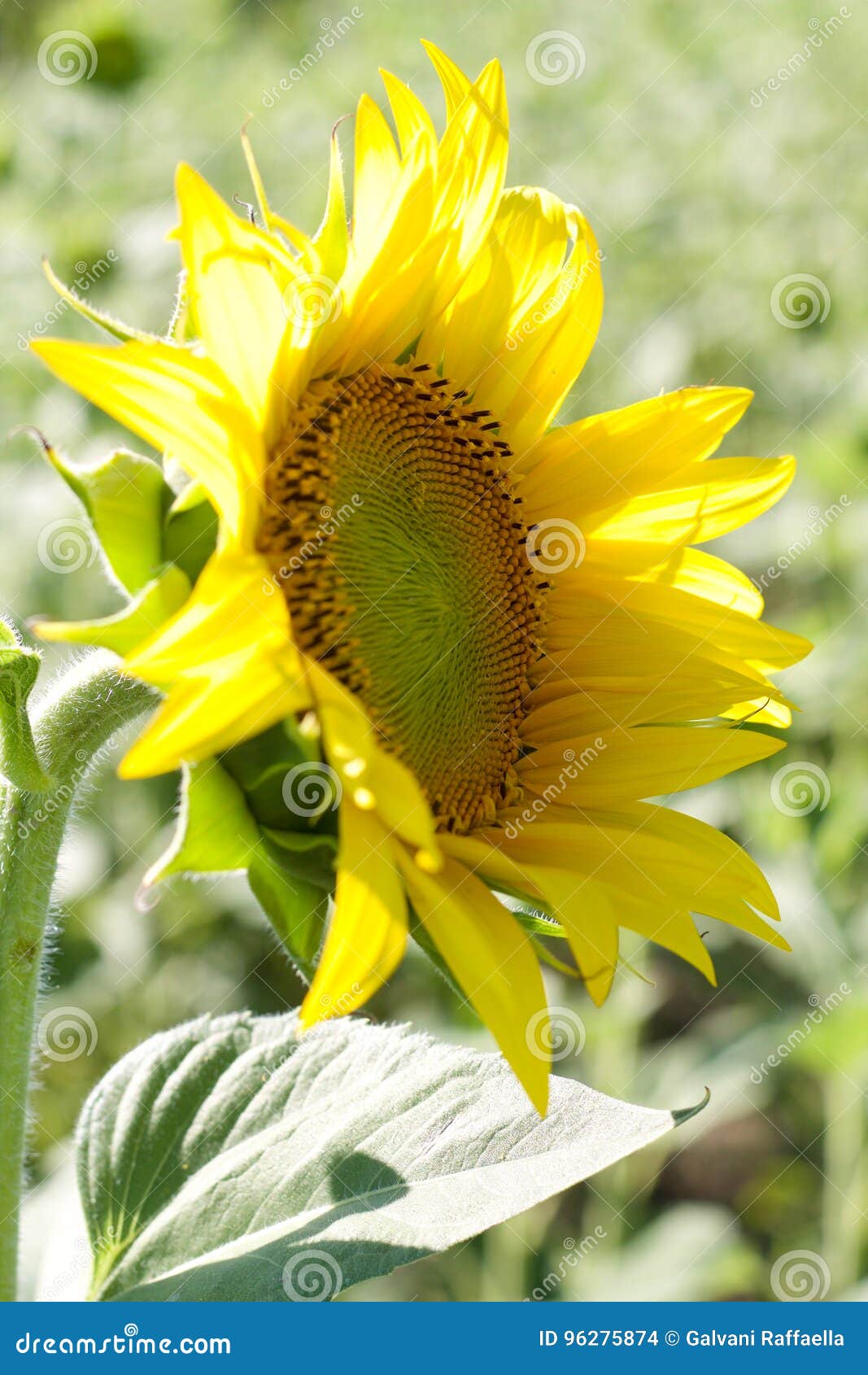 Perfil bonito do girassol foto de stock. Imagem de redondo - 96275874