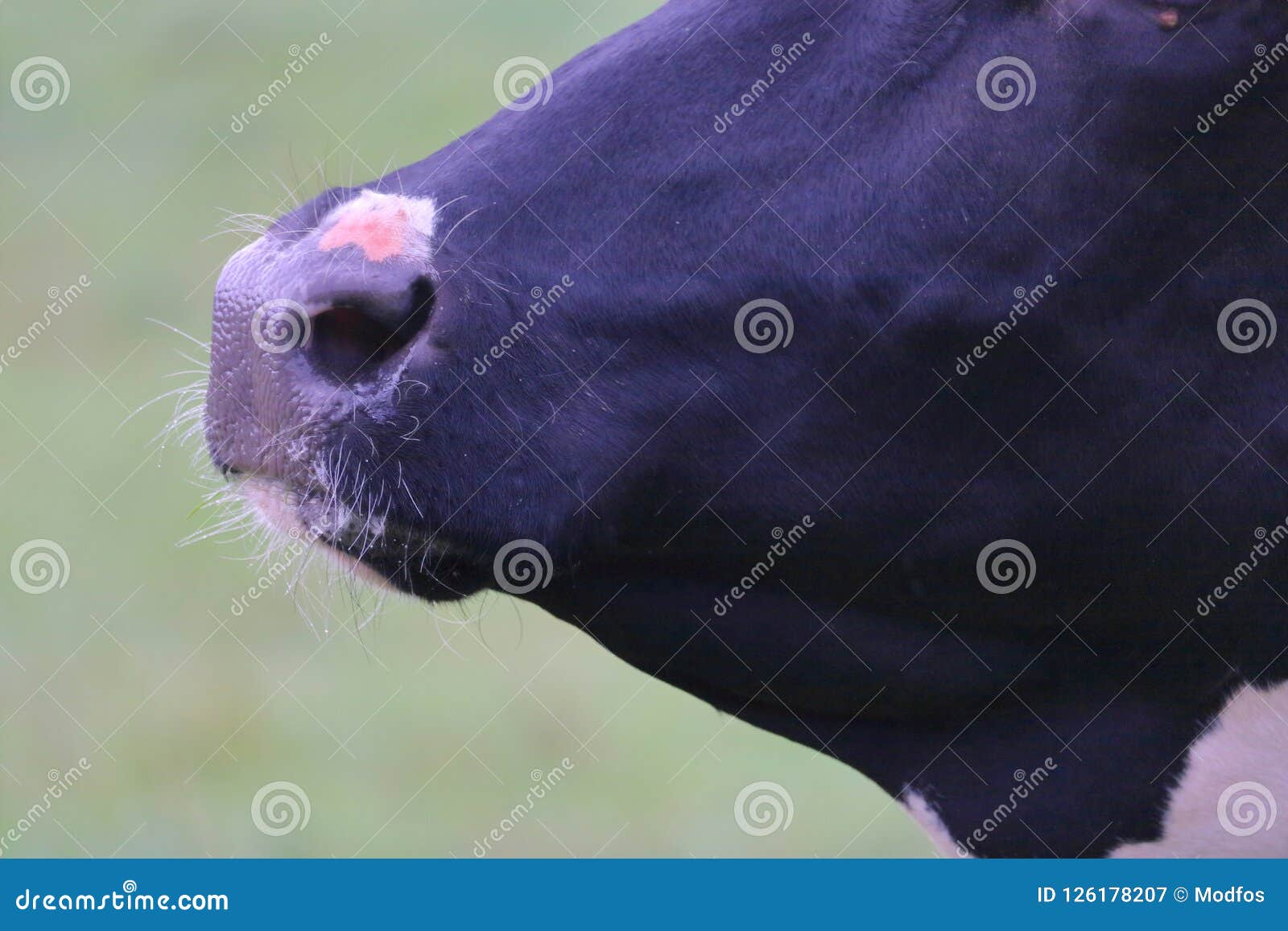 Perfil Cercano De La Cara Del ` S De La Vaca Imagen de archivo - Imagen ...