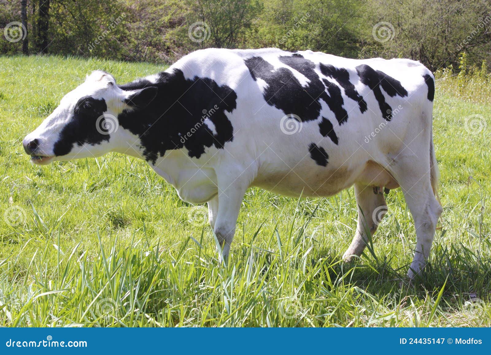 Perfil De Una Vaca Lechera Fotos de stock - Fotos libres de regalías de ...