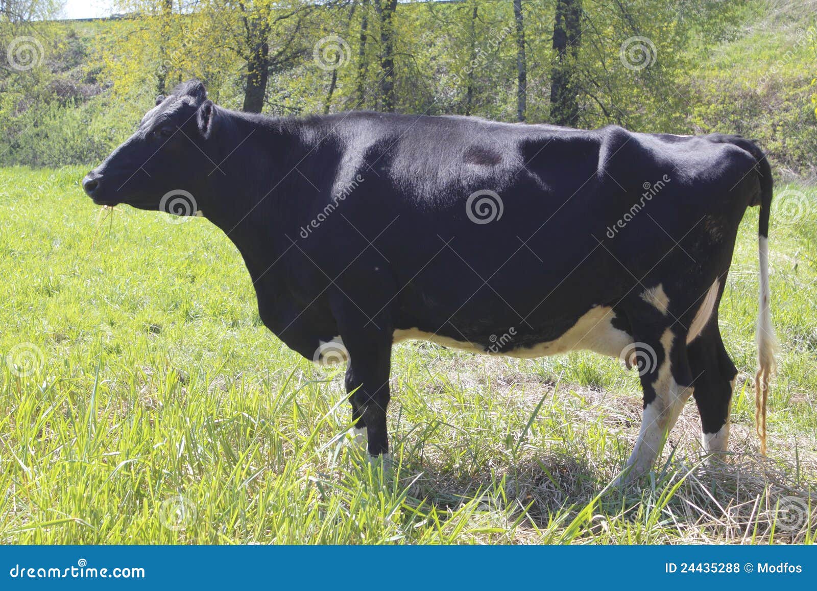 Perfil Completo De Una Vaca Lechera Negra Foto de archivo - Imagen de ...