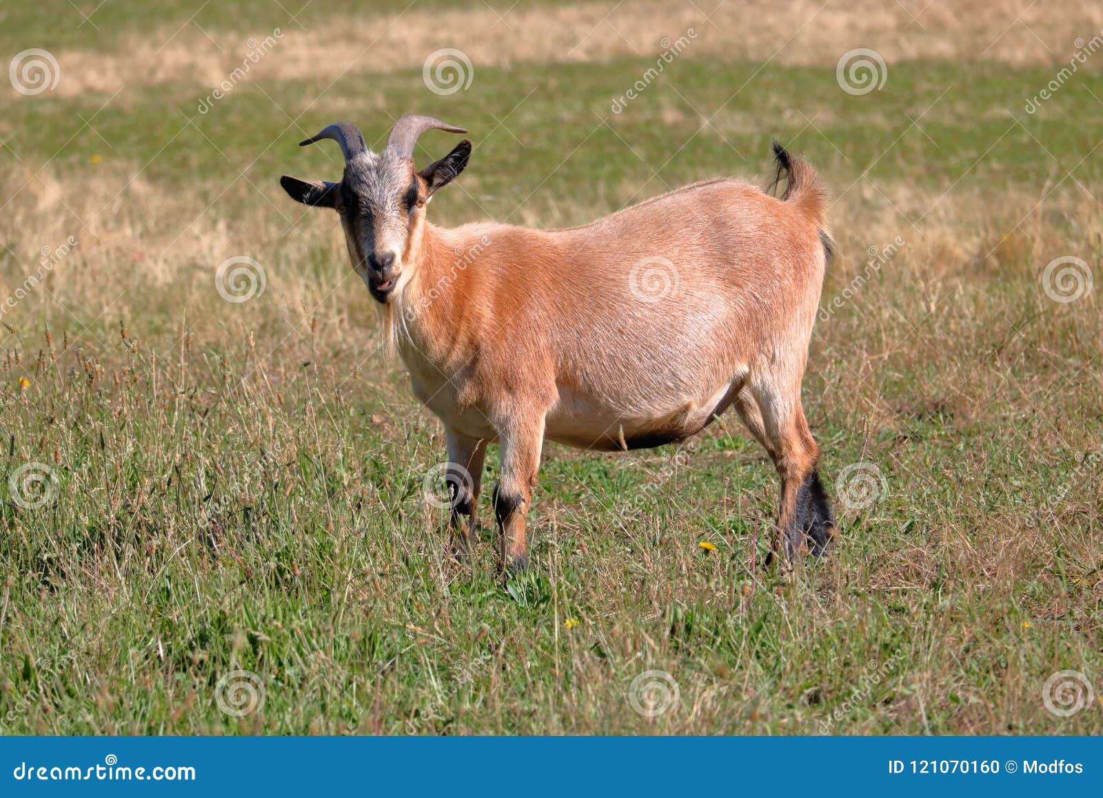 Perfil Completo Do Corpo Da Cabra Alpina Foto de Stock - Imagem de ...