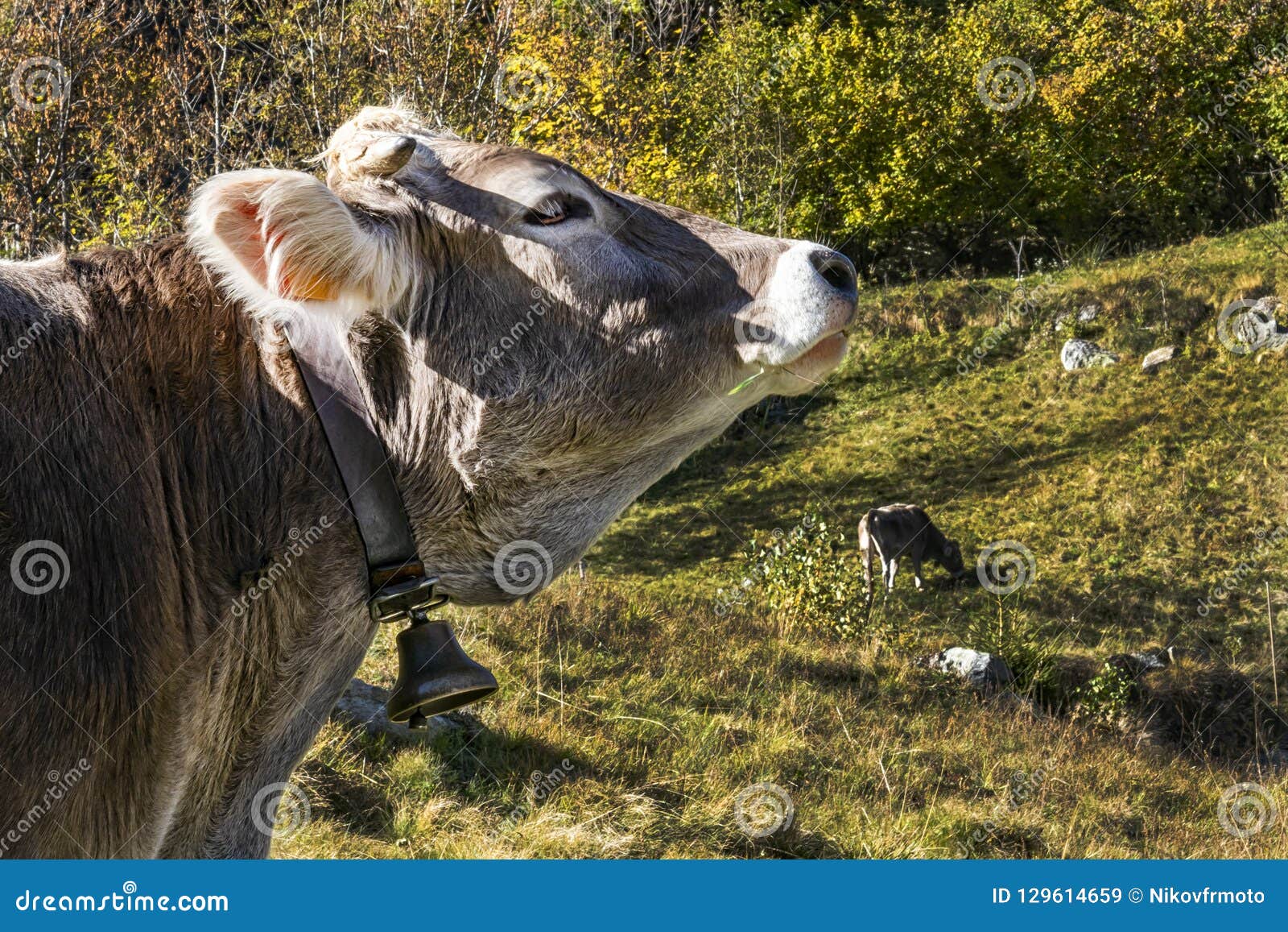 Perfil da vaca em um campo imagem de stock. Imagem de branco - 129614659