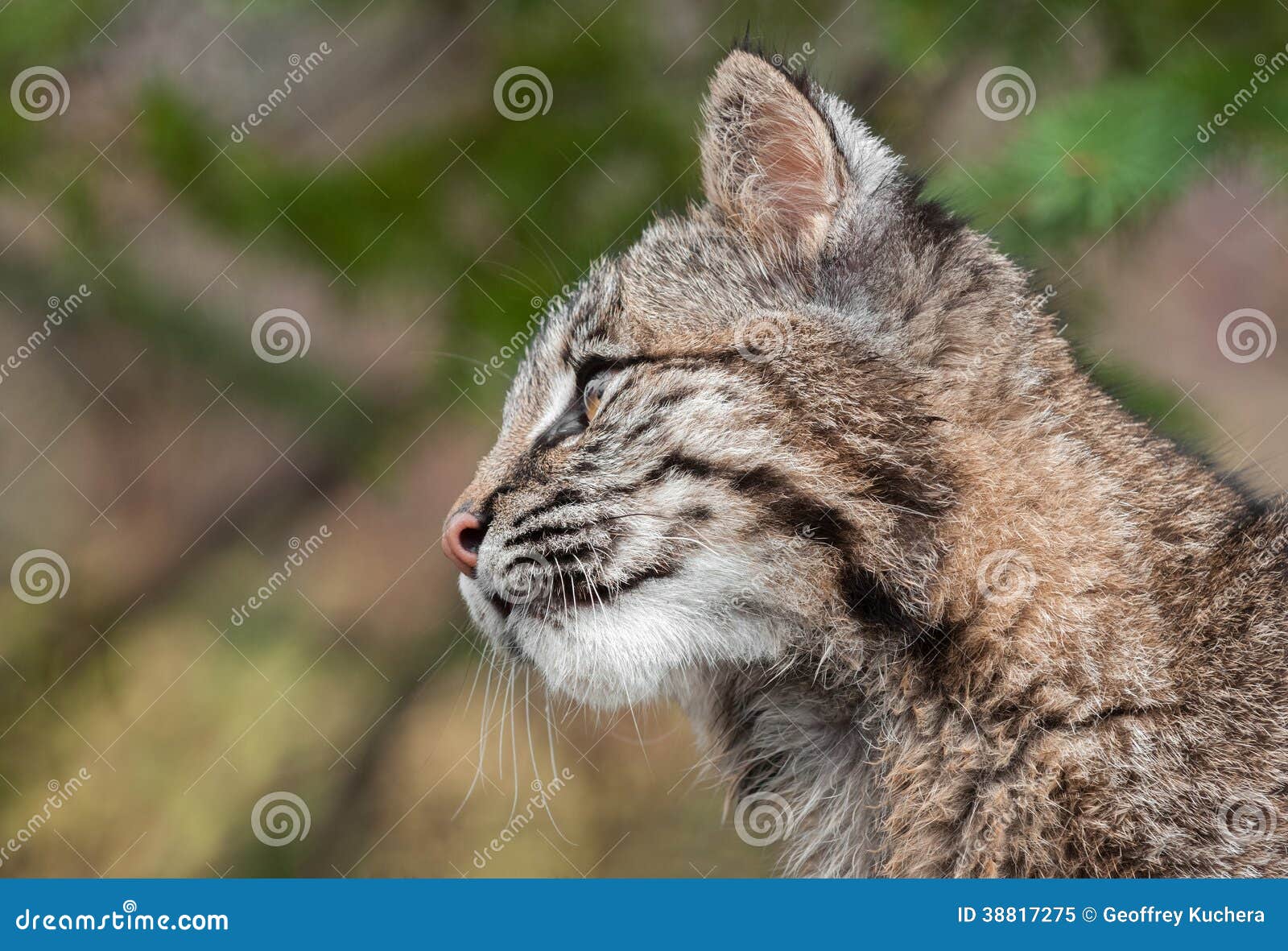 Perfil De Bobcat Kitten (rufus Del Lince) Imagen de archivo - Imagen de ...