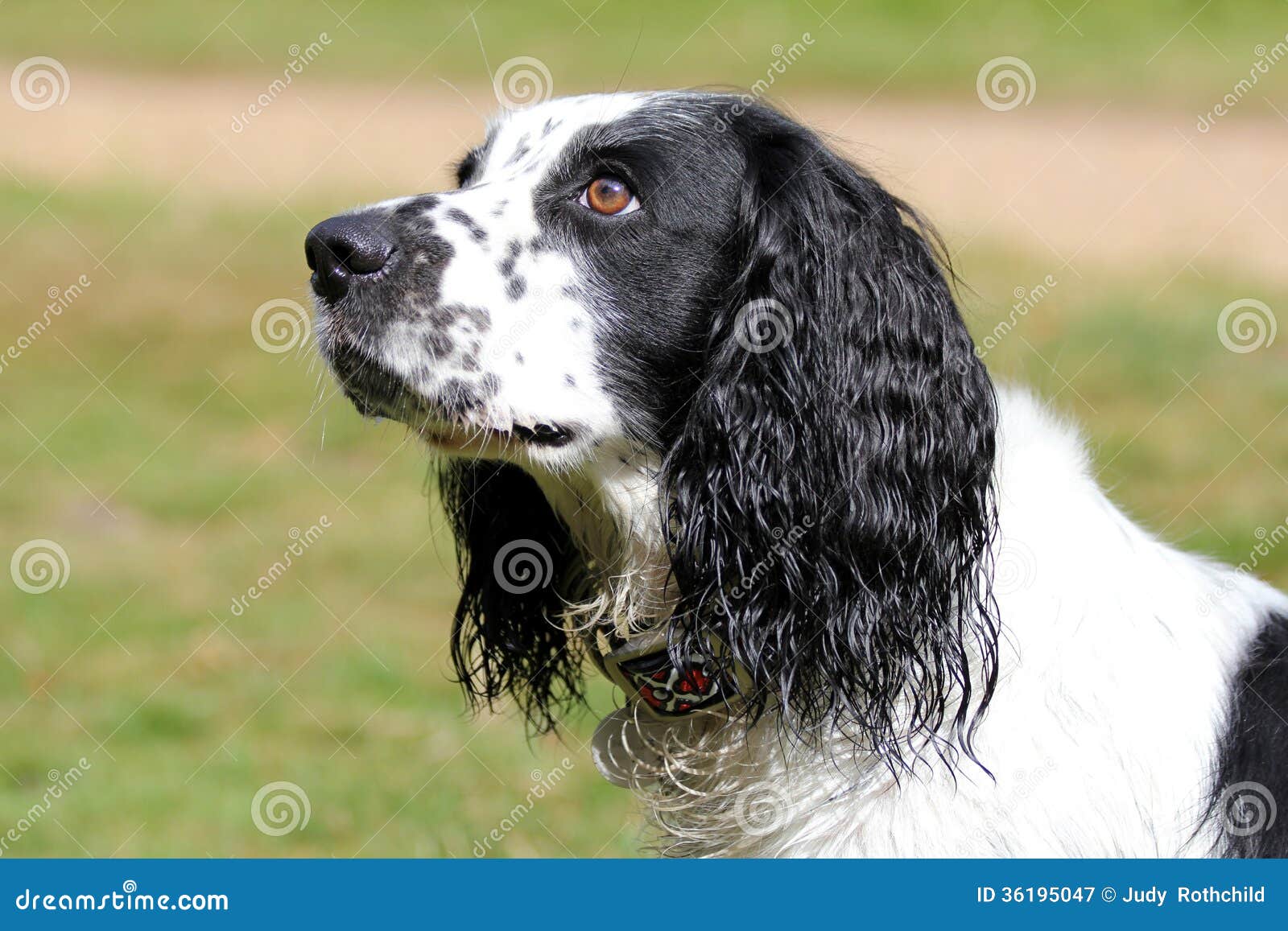 Perfil De Cocker Spaniel Blanco Y Negro. Imagen de archivo - Imagen de ...