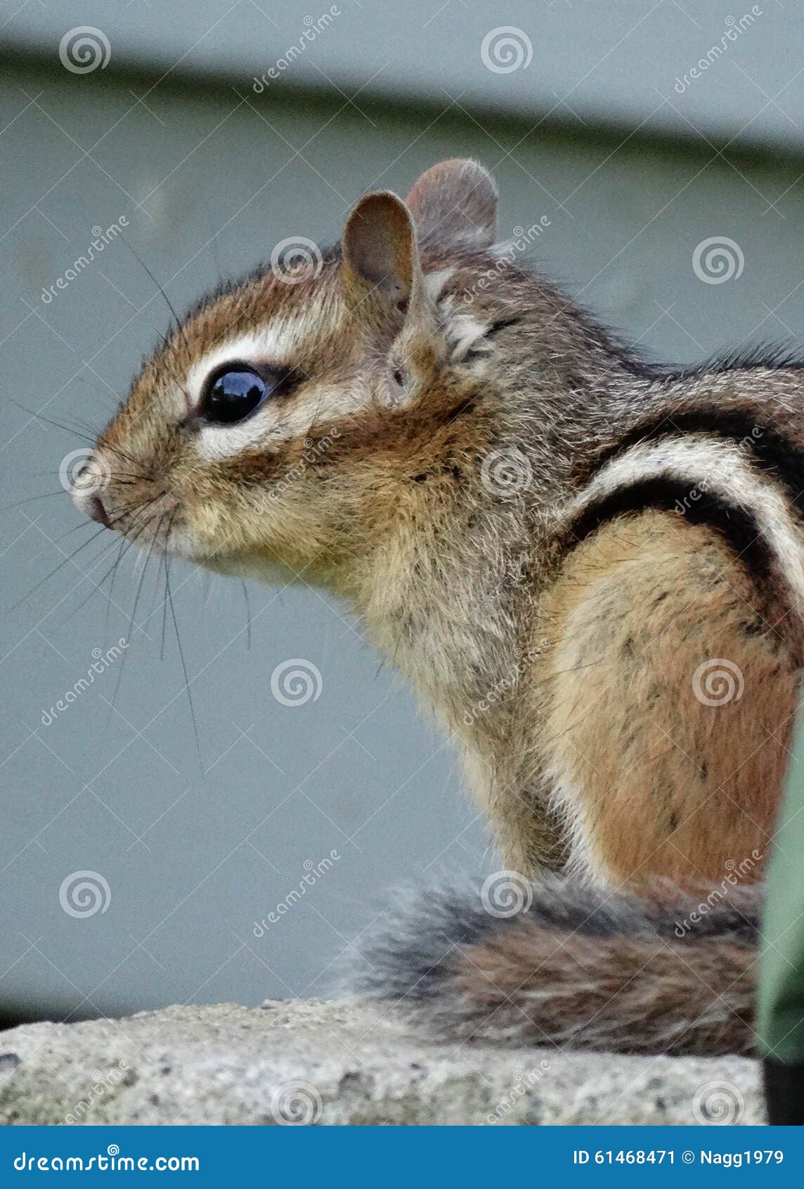Perfil De La Ardilla Listada Imagen de archivo - Imagen de roedor ...