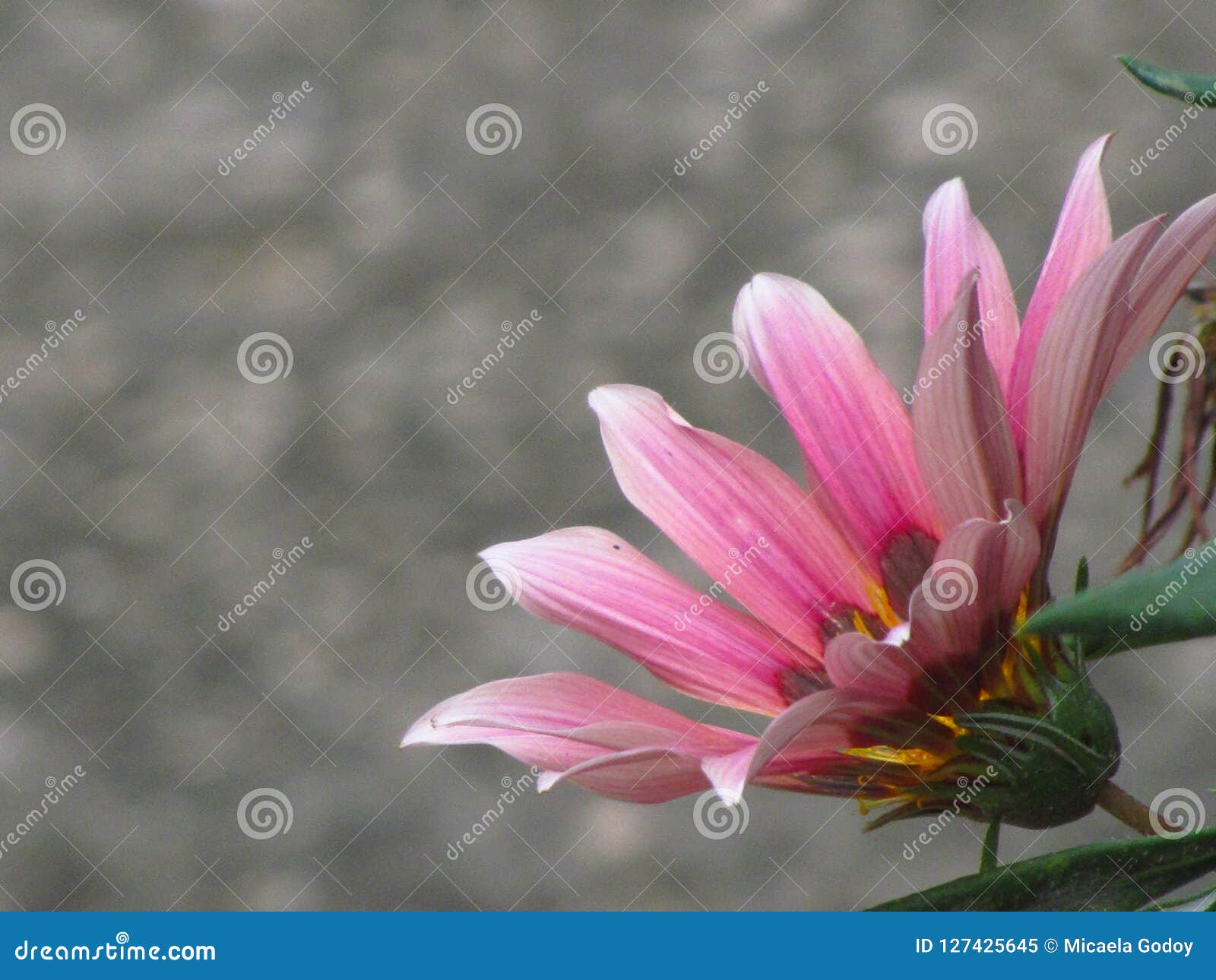 Perfil de la flor imagen de archivo. Imagen de perfil - 127425645
