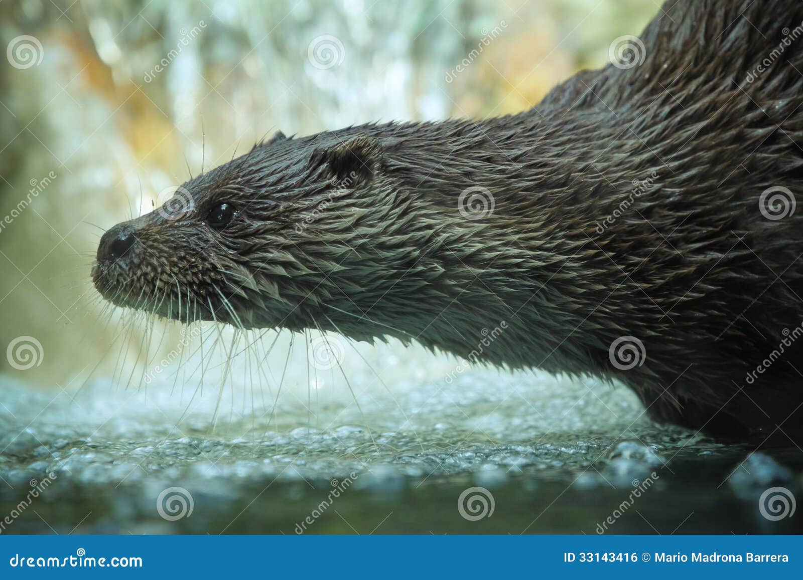 Perfil de la nutria foto de archivo. Imagen de cascadas - 33143416