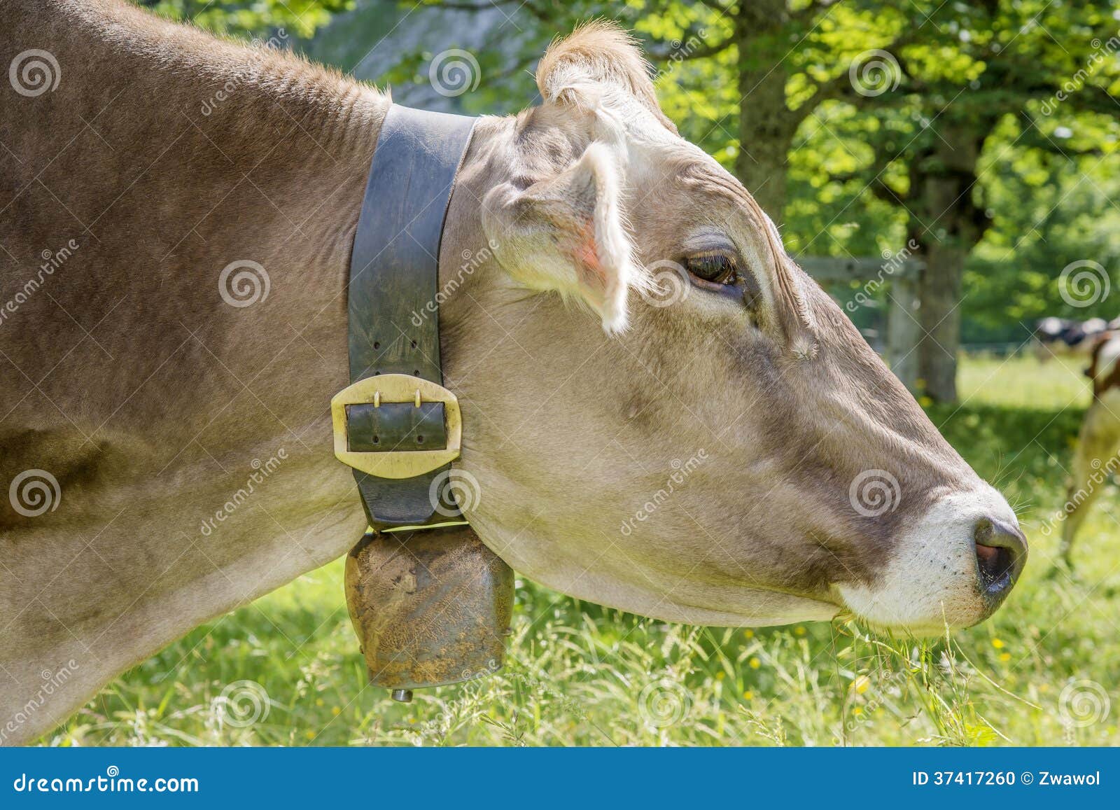 Perfil de la vaca foto de archivo. Imagen de cubo, verde - 37417260