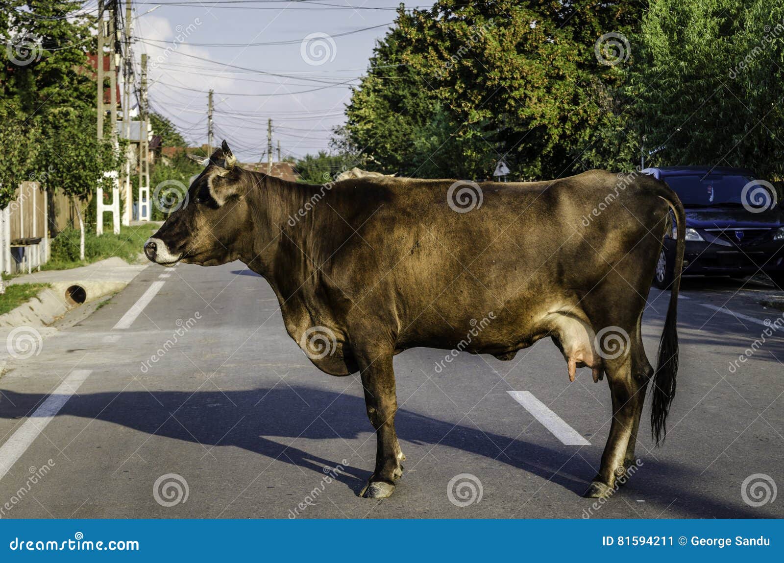 Perfil de la vaca imagen de archivo. Imagen de rural - 81594211