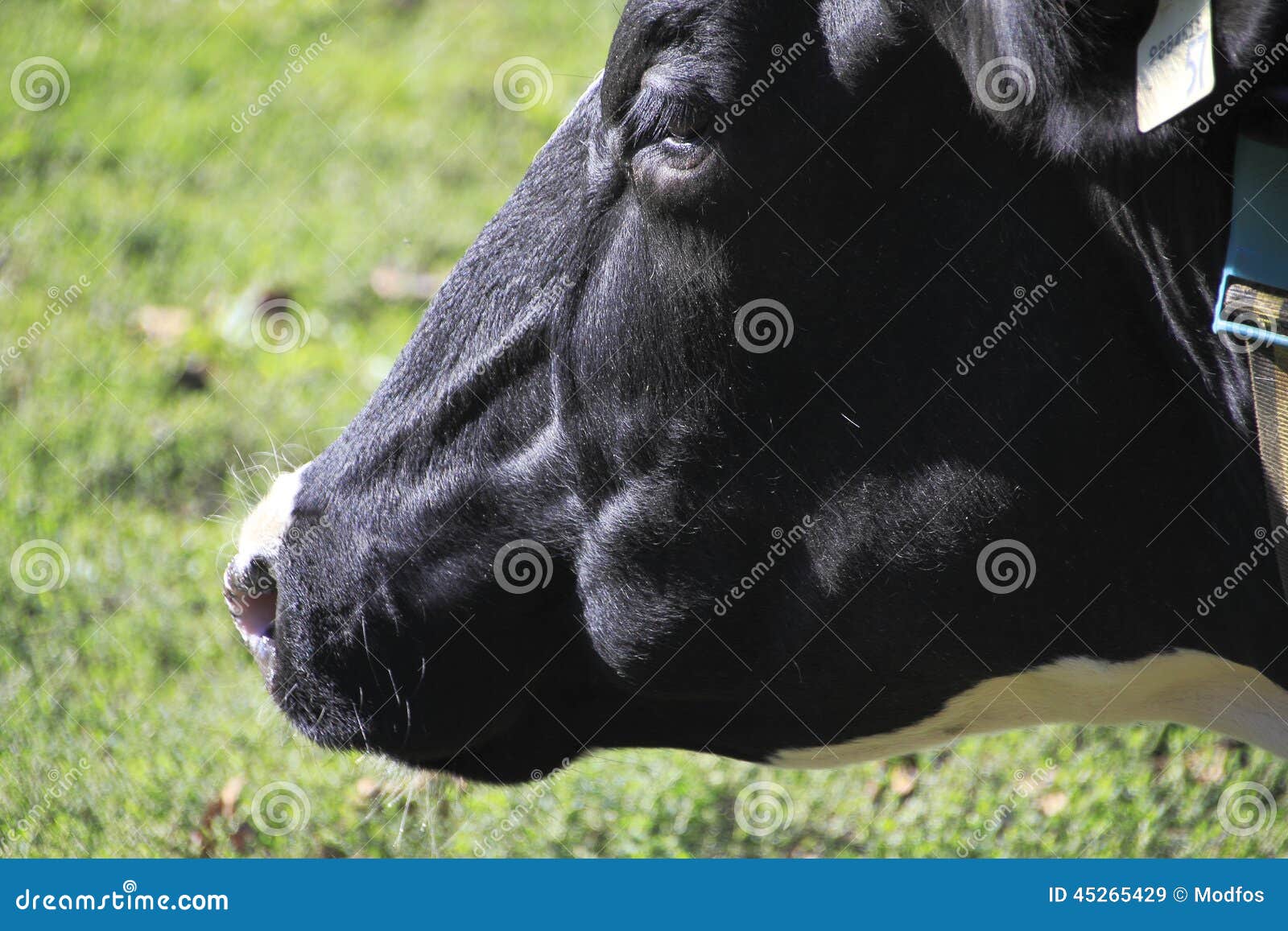 Perfil De La Vaca Lechera De Holstein Imagen de archivo - Imagen de ...