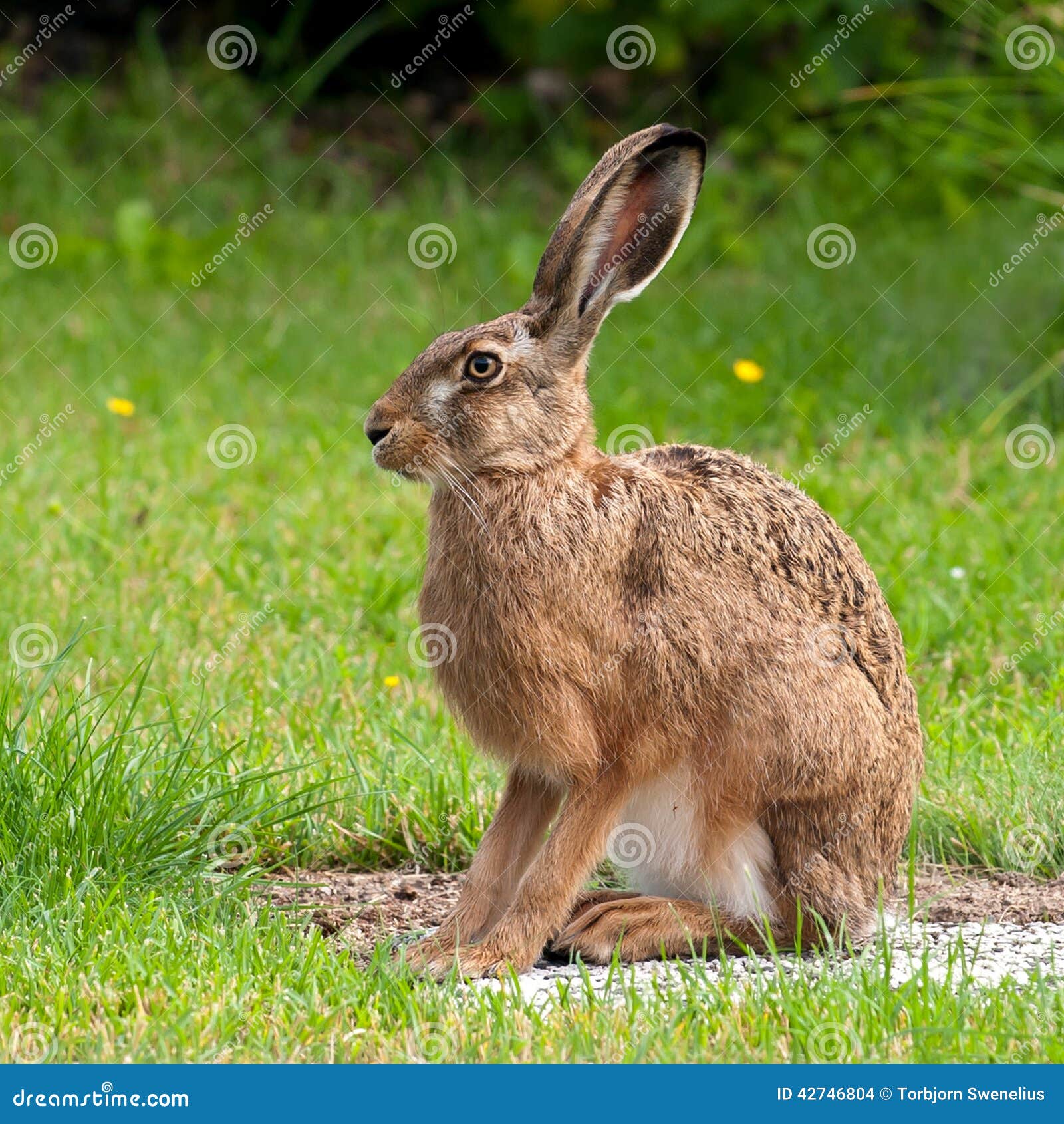 Perfil de las liebres foto de archivo. Imagen de verano - 42746804
