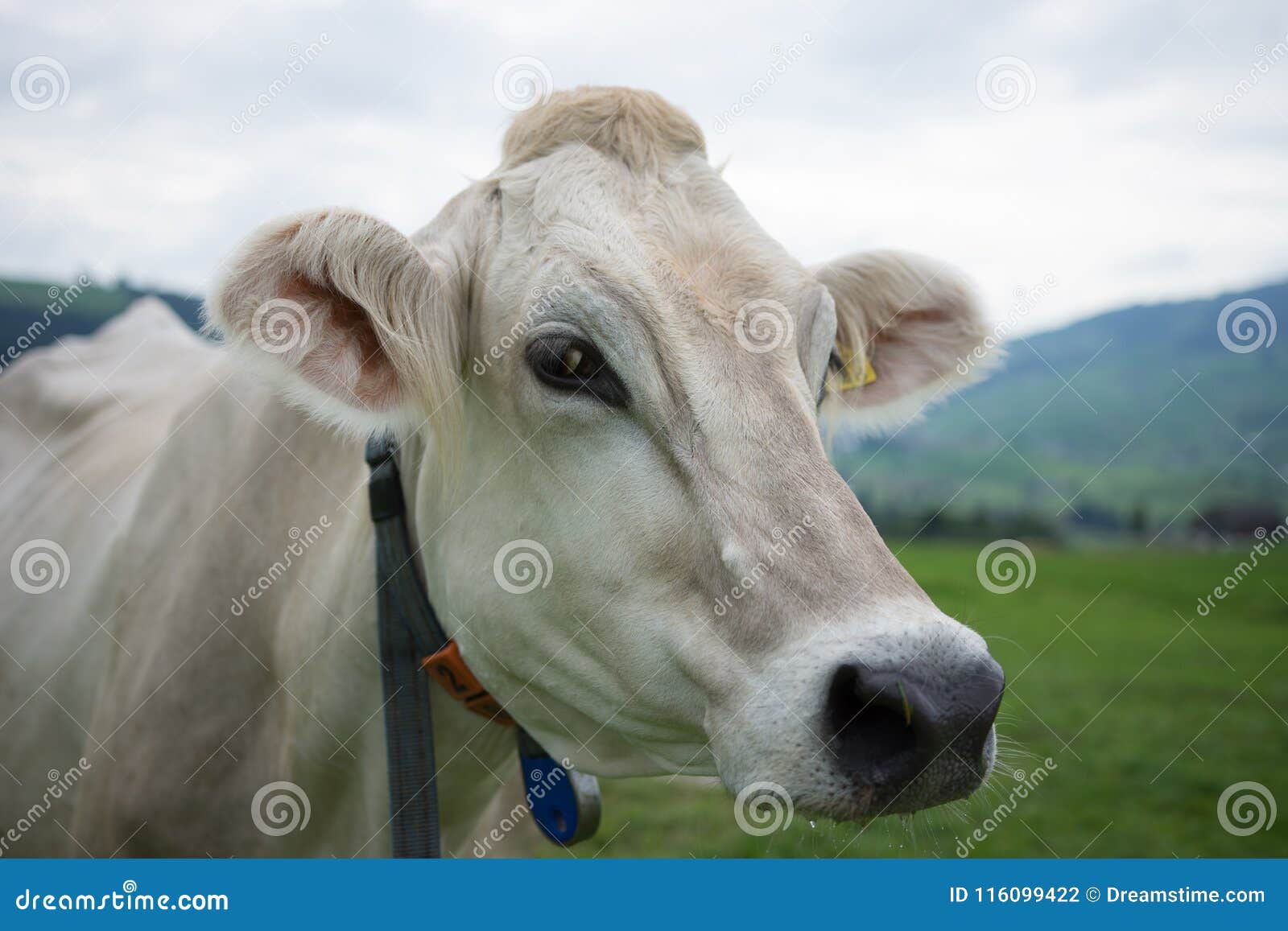 Perfil de las vacas foto de archivo. Imagen de nube - 116099422