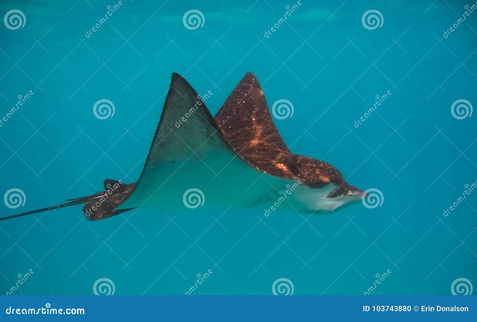 Perfil De Ray Swimming Underwater Foto de archivo - Imagen de palo ...
