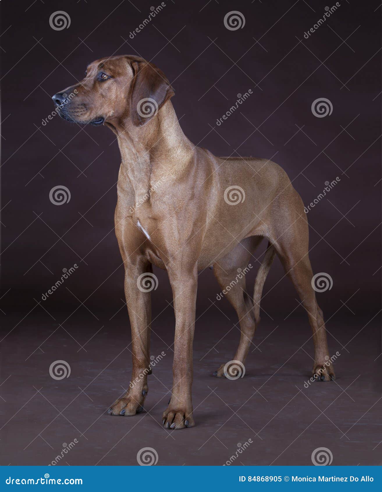 Perfil De Rhodesian Ridgeback Imagen de archivo - Imagen de soporte ...