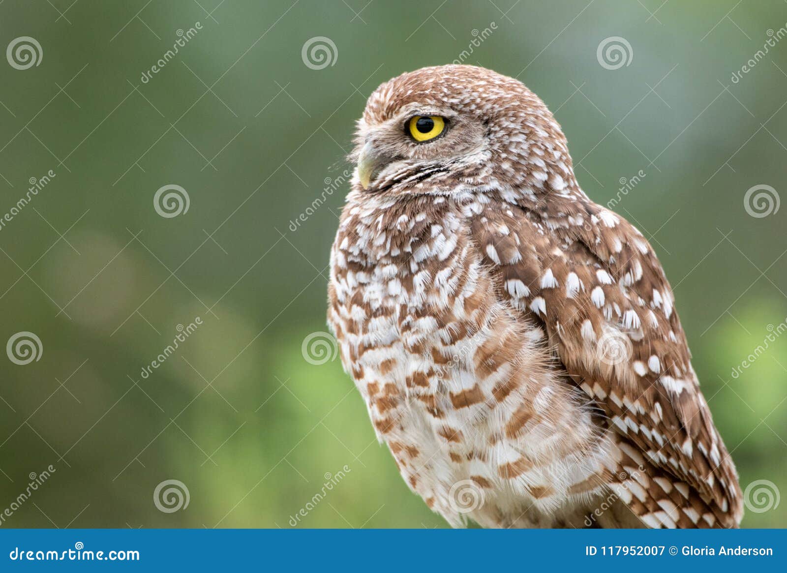 Perfil De Un Búho Que Cavara Imagen de archivo - Imagen de florida ...
