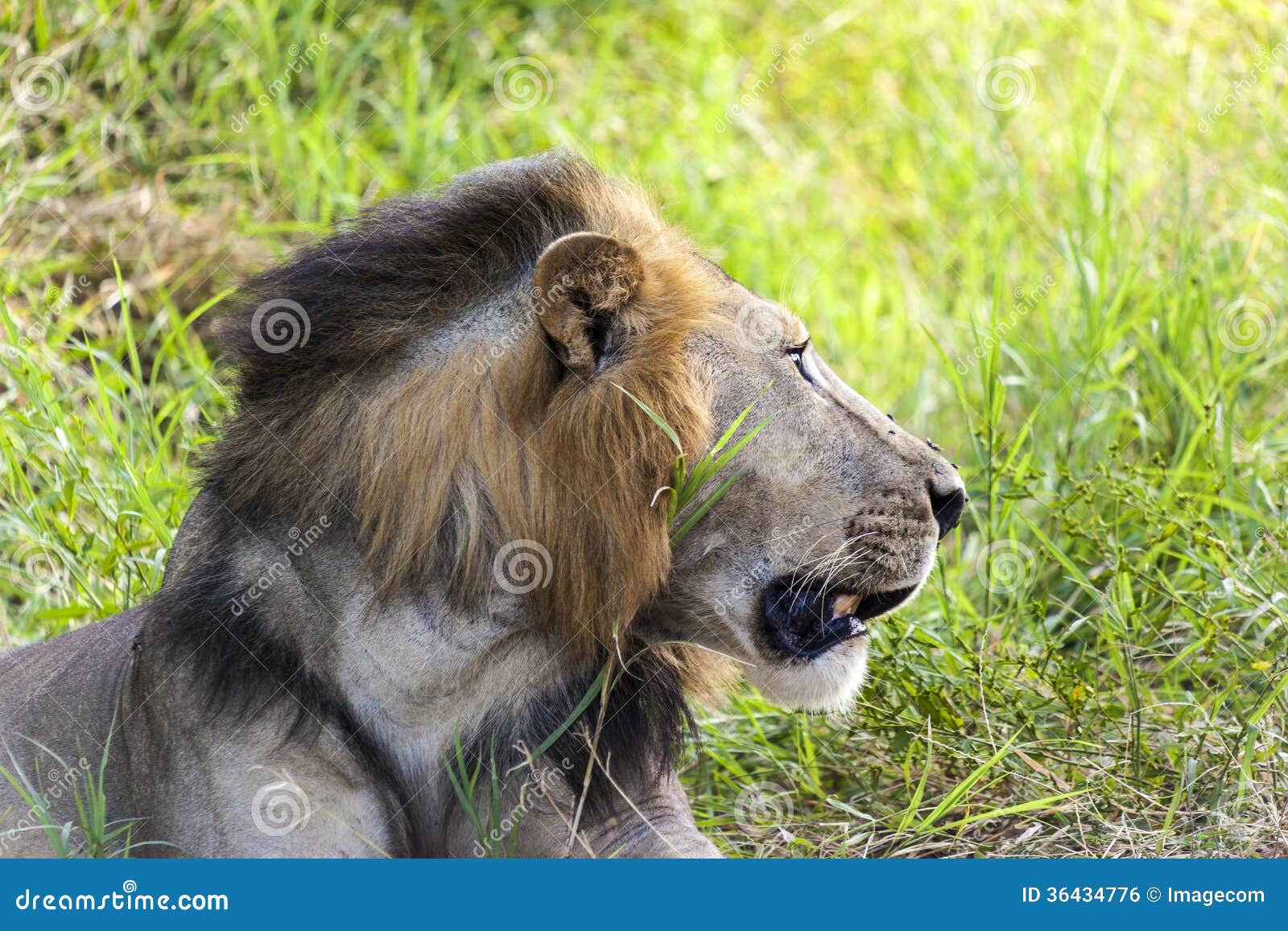 Perfil de un león foto de archivo. Imagen de cazador - 36434776