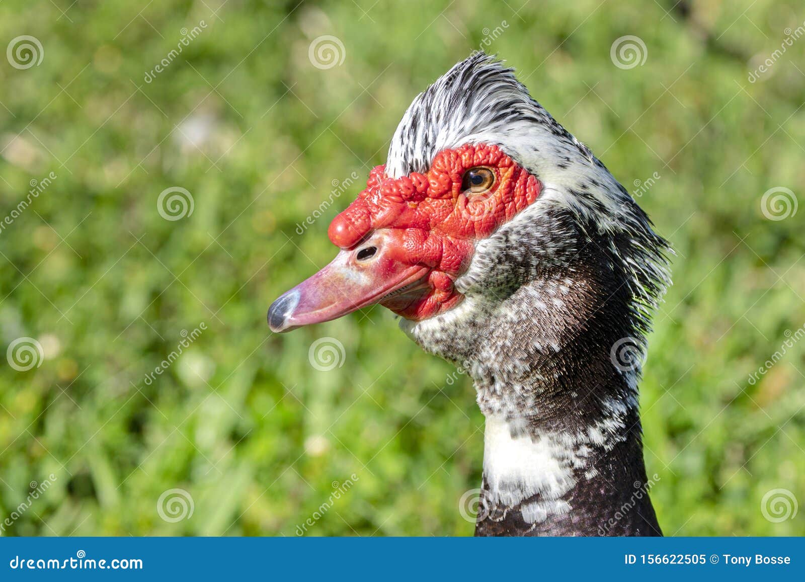 Perfil De Un Pato Muscovy imagen de archivo. Imagen de muscovina ...