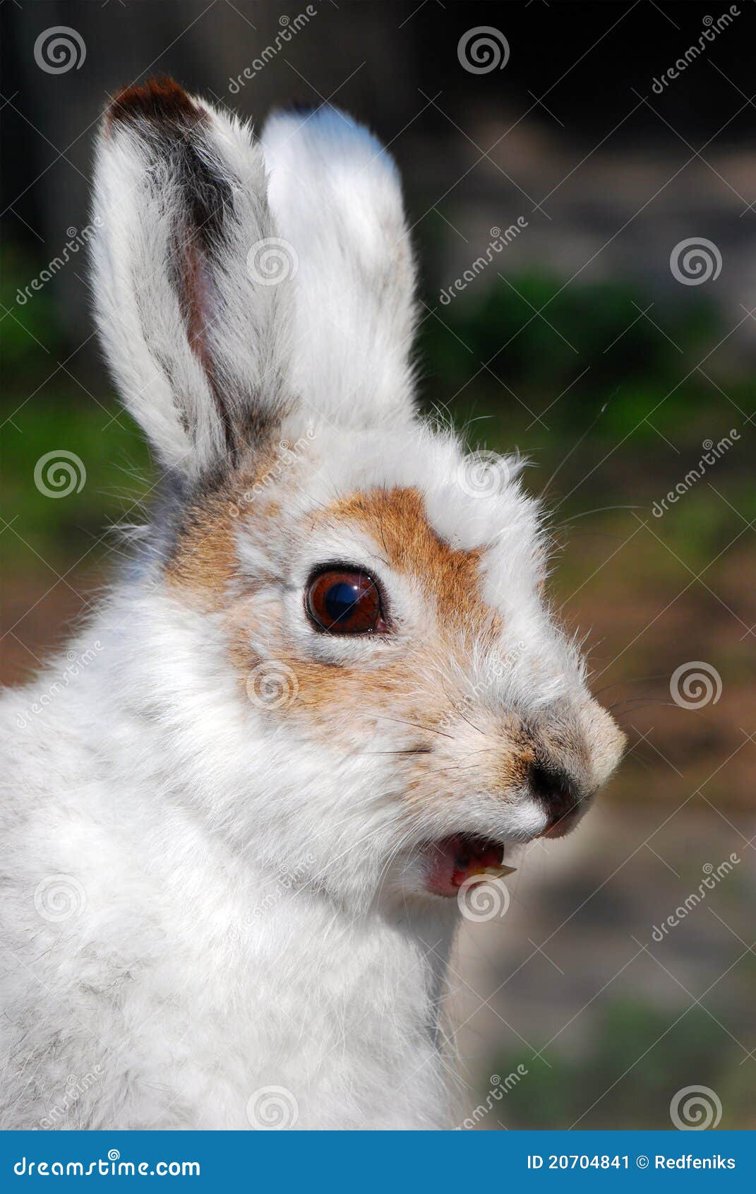 Perfil de una liebre imagen de archivo. Imagen de curioso - 20704841