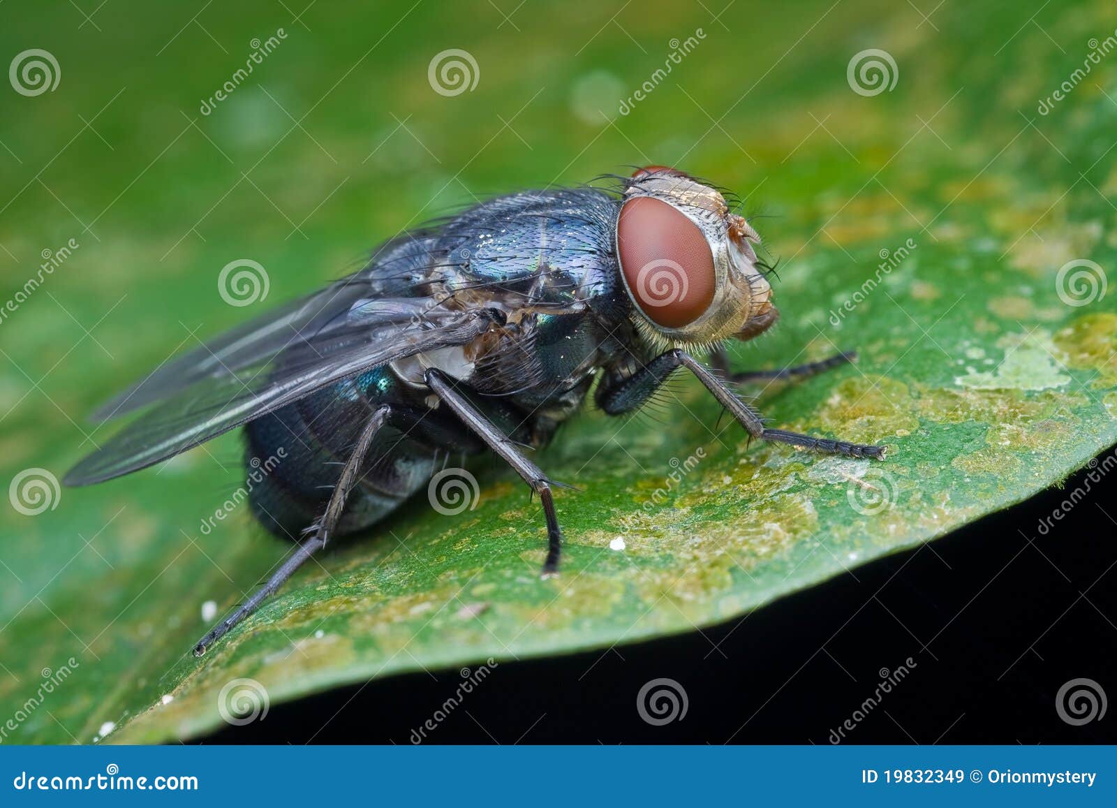 Perfil De Una Mosca Azul De La Botella Imagen de archivo - Imagen de ...