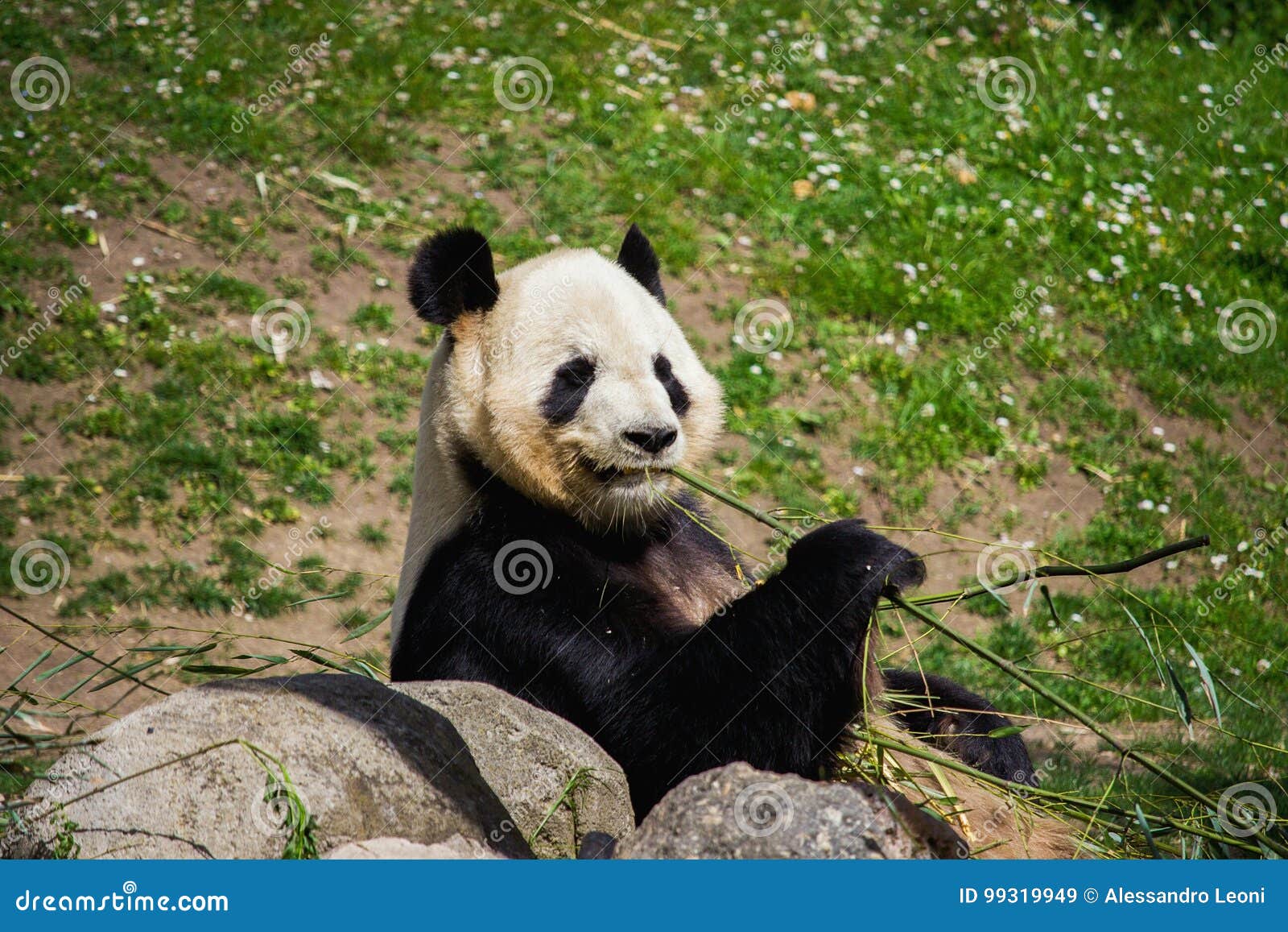 Perfil de una panda imagen de archivo. Imagen de perfil - 99319949