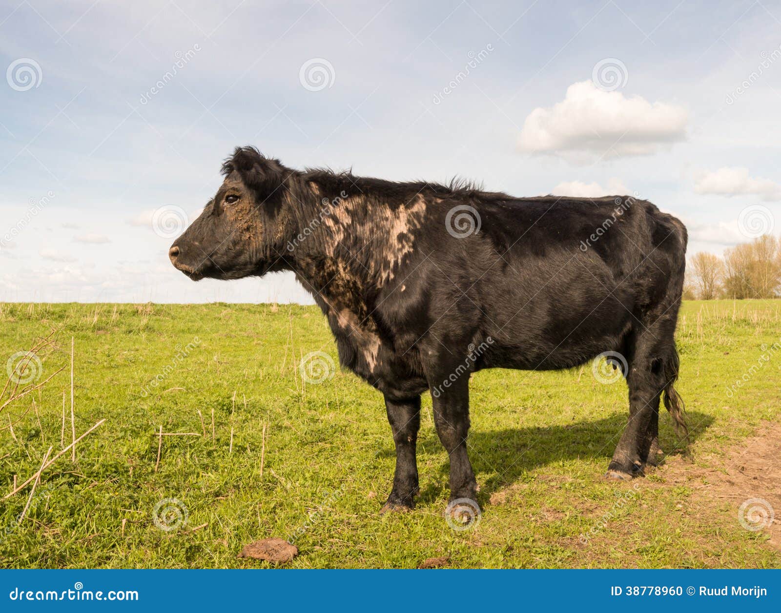 Perfil De Una Vaca El Mirar Fijamente Foto de archivo - Imagen de ...