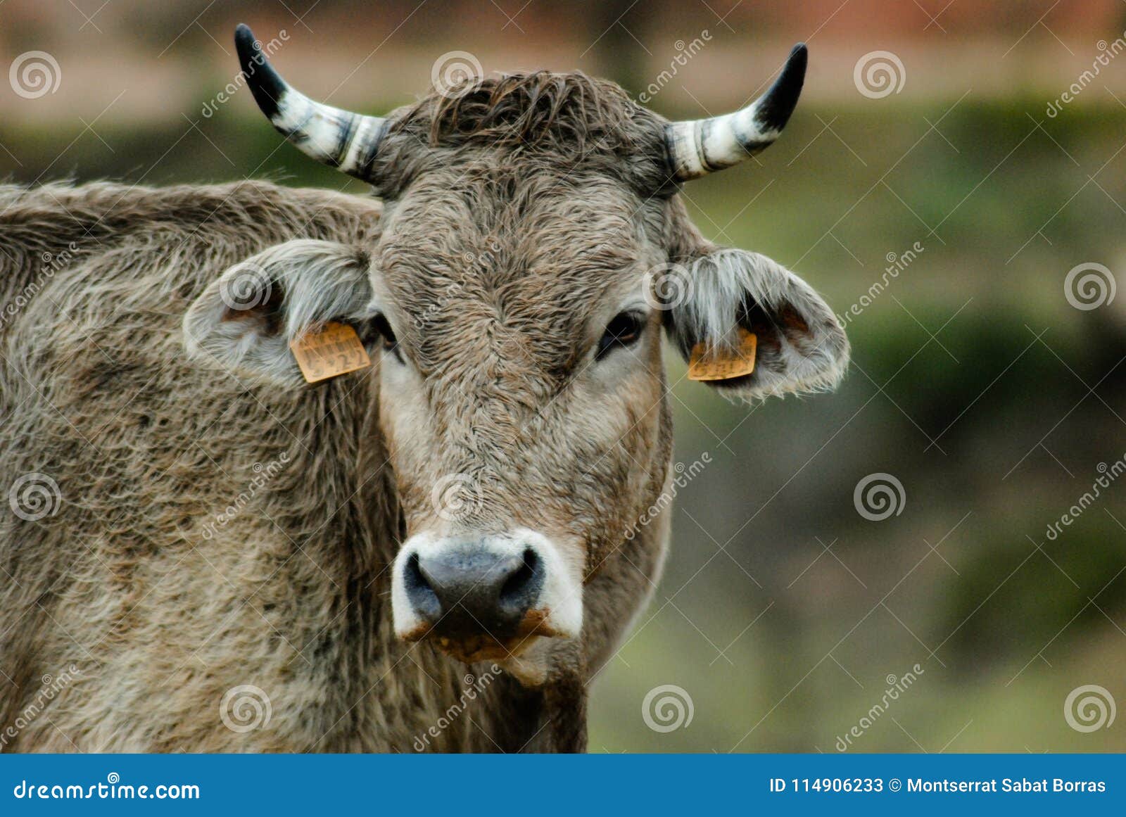 Perfil De Una Vaca En El Campo Imagen de archivo - Imagen de leche ...