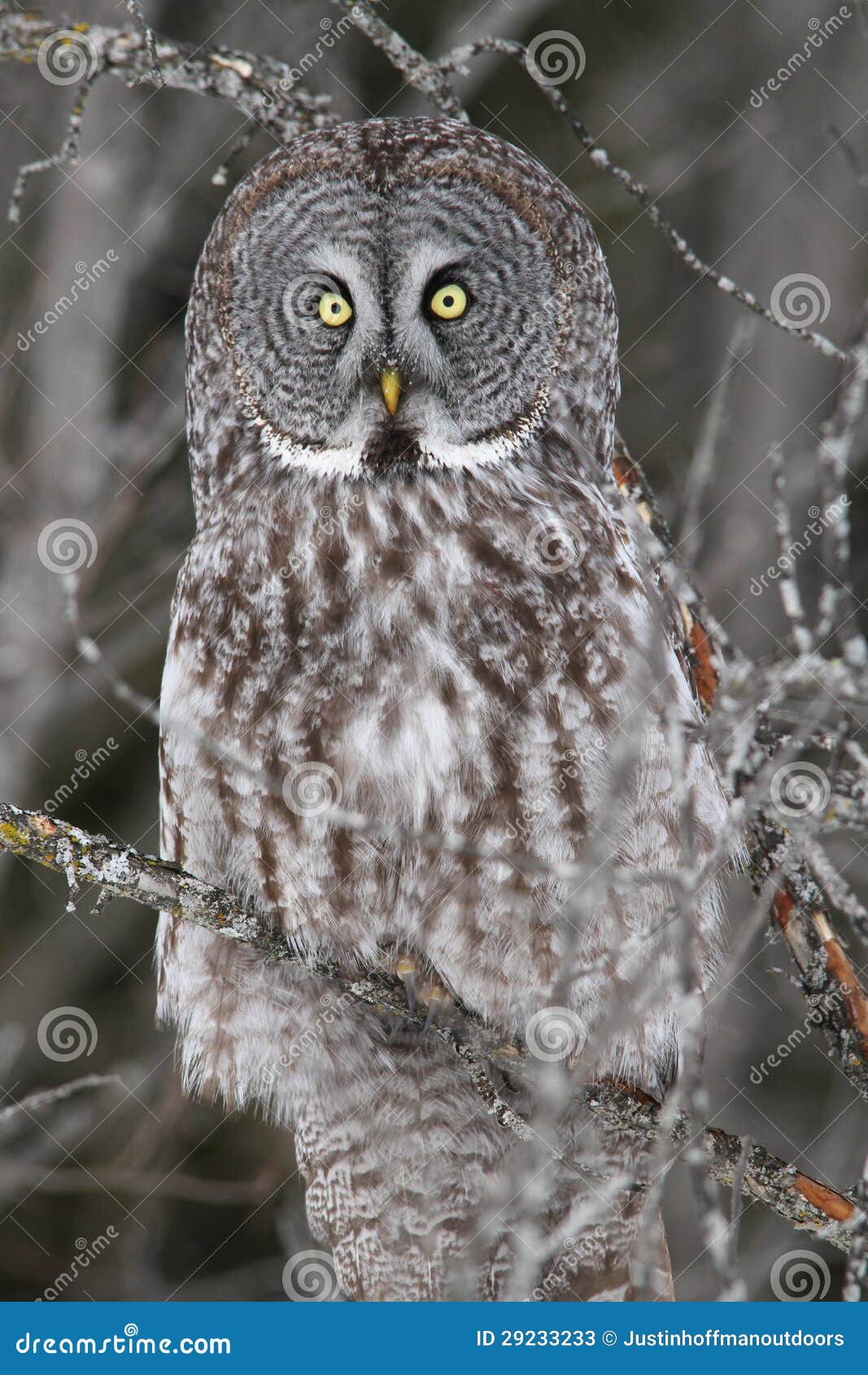 Perfil Del Búho De Gran Gris Imagen de archivo - Imagen de rapaz ...