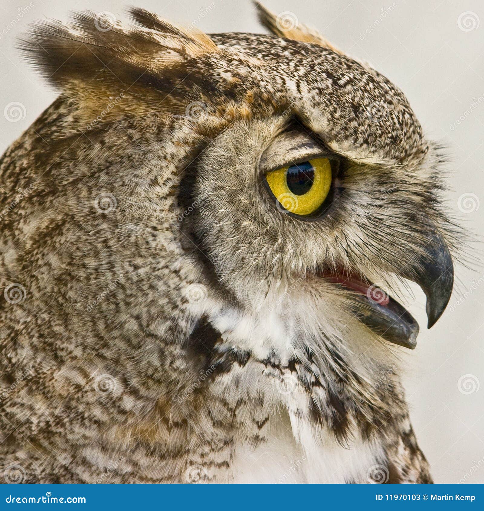 Perfil del buho imagen de archivo. Imagen de mirada, buho - 11970103