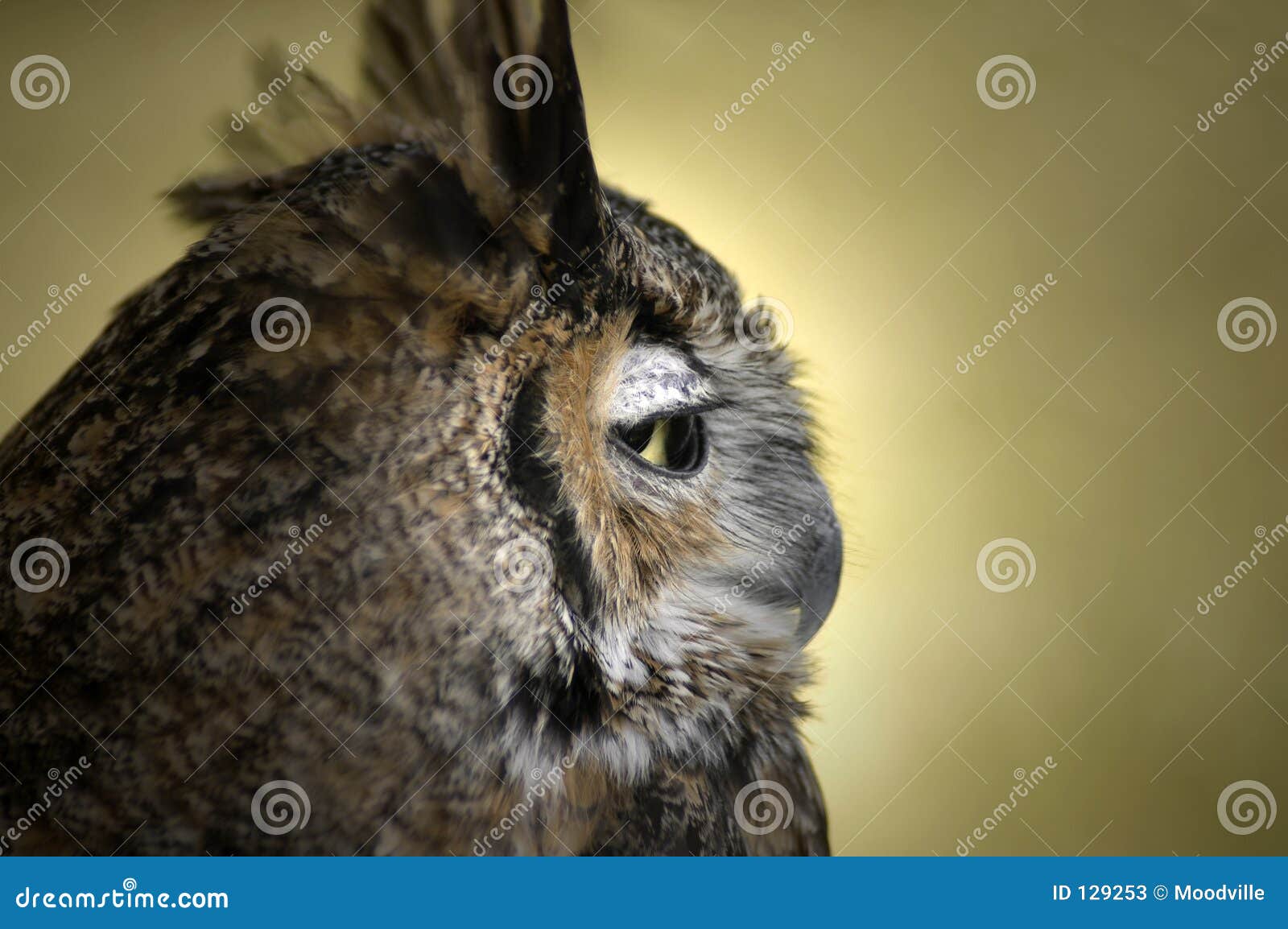 Perfil del buho imagen de archivo. Imagen de animal, plumas - 129253