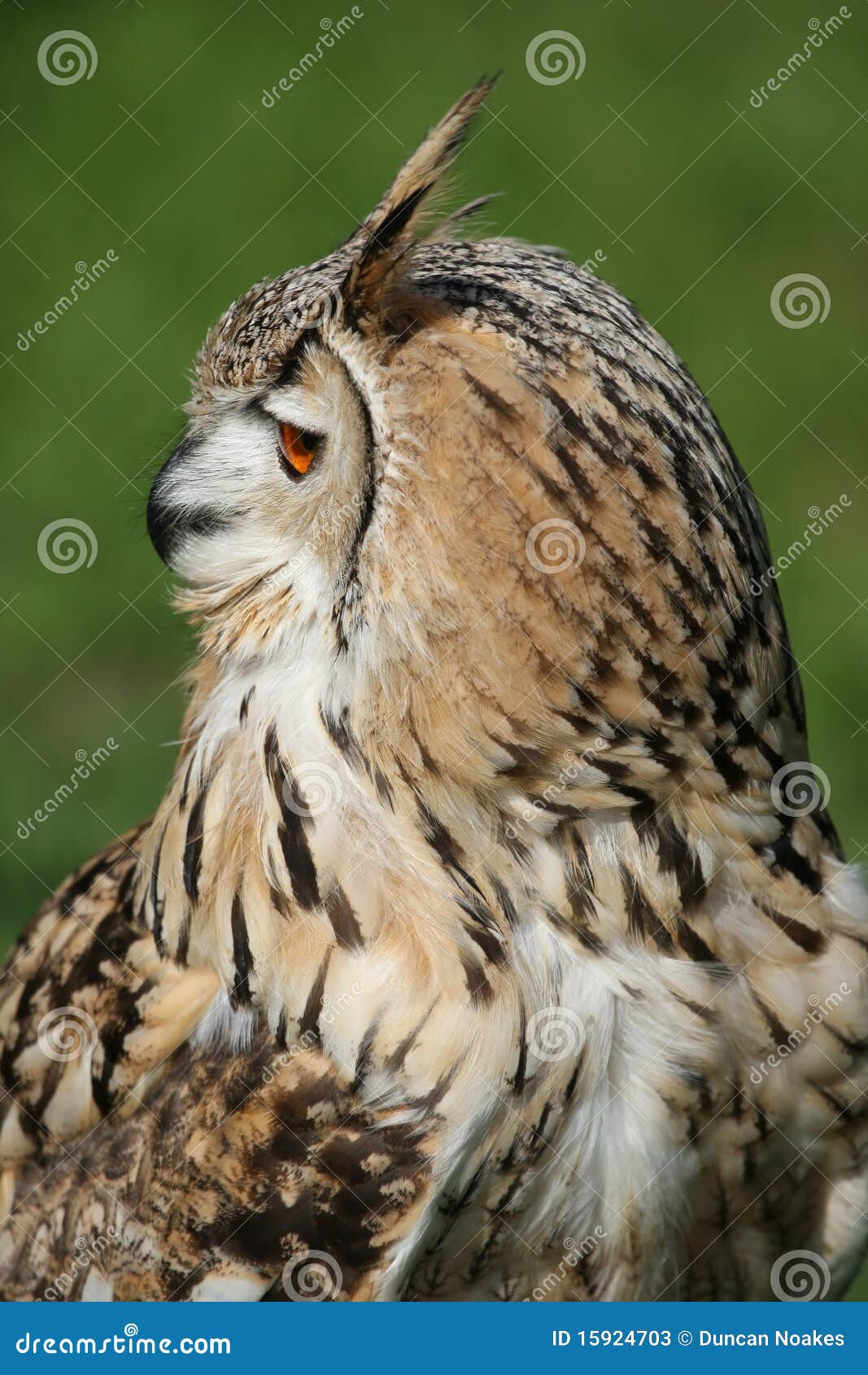 Perfil Del Buho De águila De Bengala Imagen de archivo - Imagen de ...