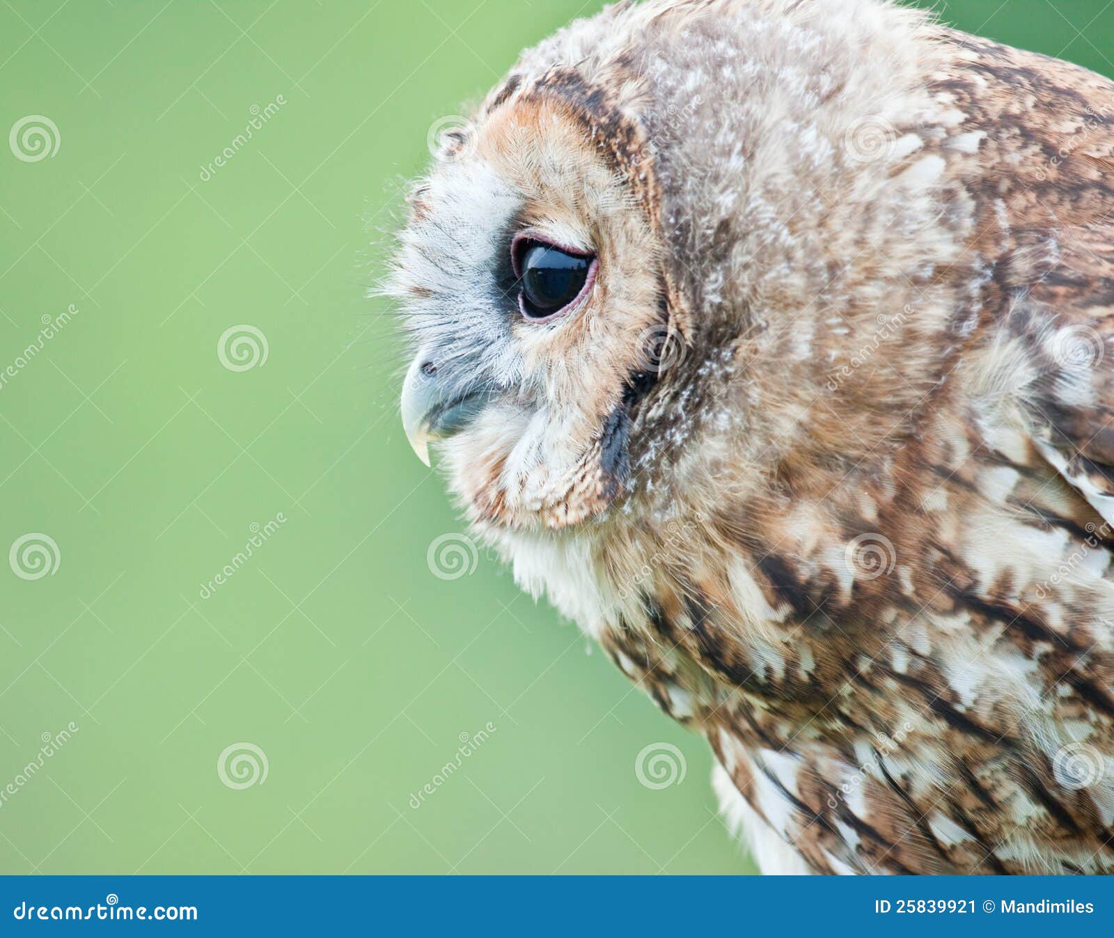 Perfil del buho rojizo imagen de archivo. Imagen de rapaz - 25839921