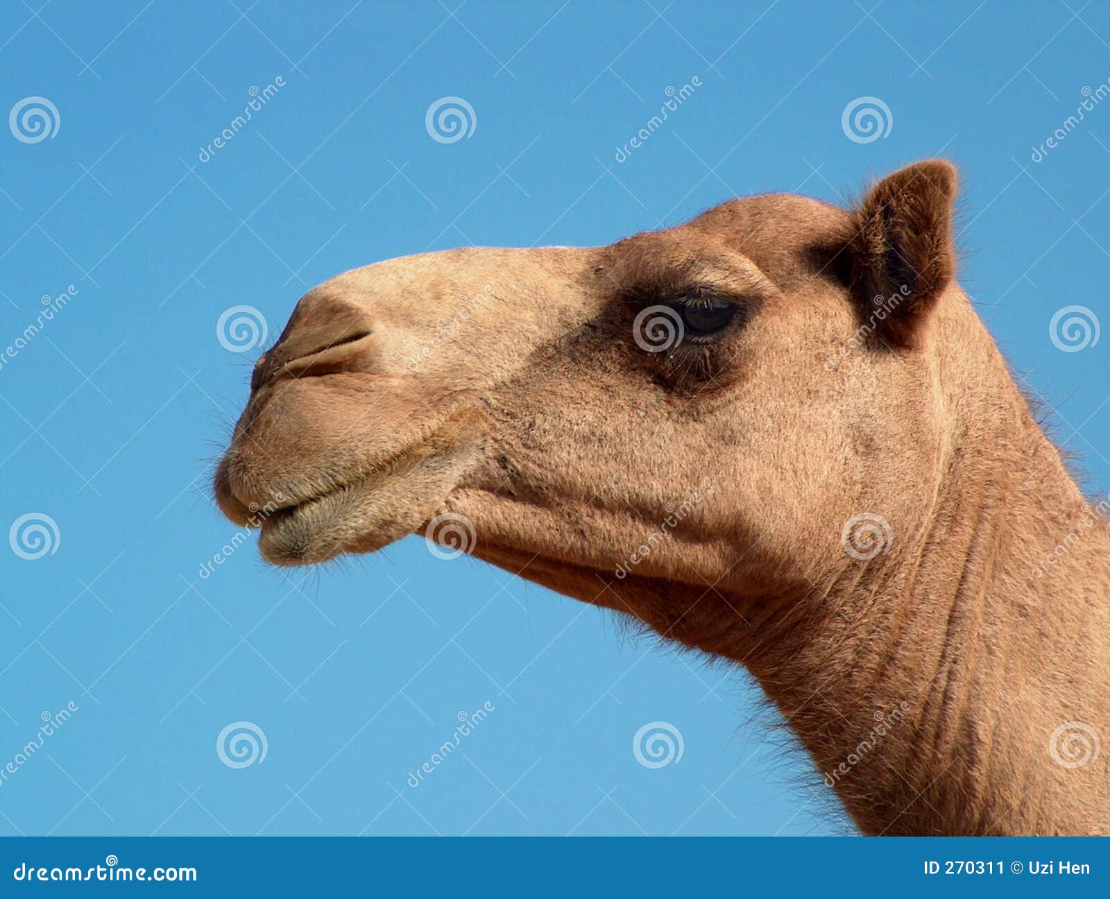 Perfil del camello imagen de archivo. Imagen de israel - 270311