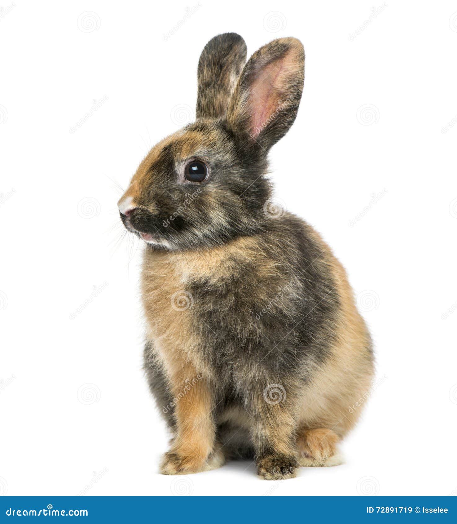 Perfil del conejo imagen de archivo. Imagen de vertebrado - 72891719