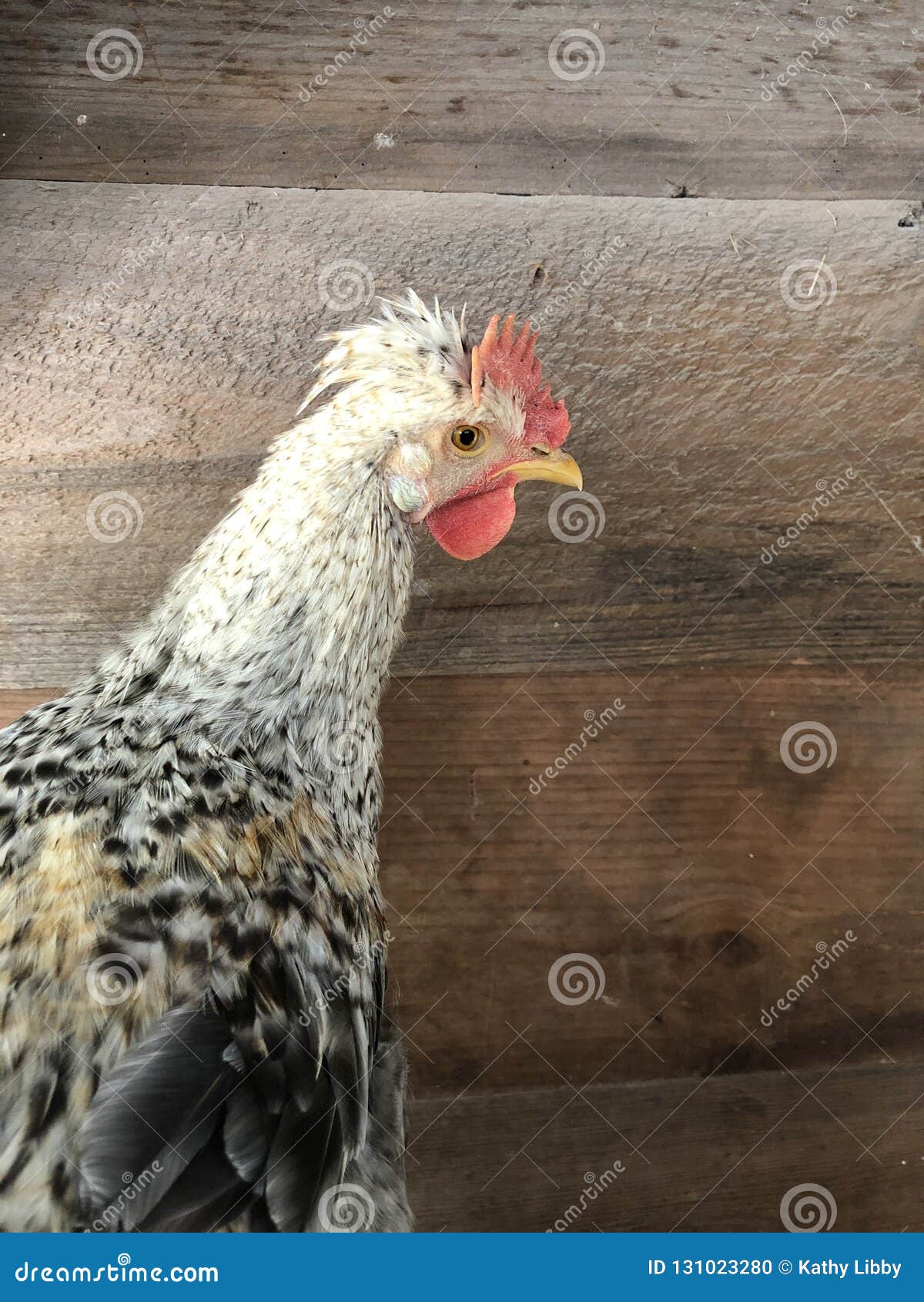 Perfil del gallo foto de archivo. Imagen de gallo, pierna - 131023280