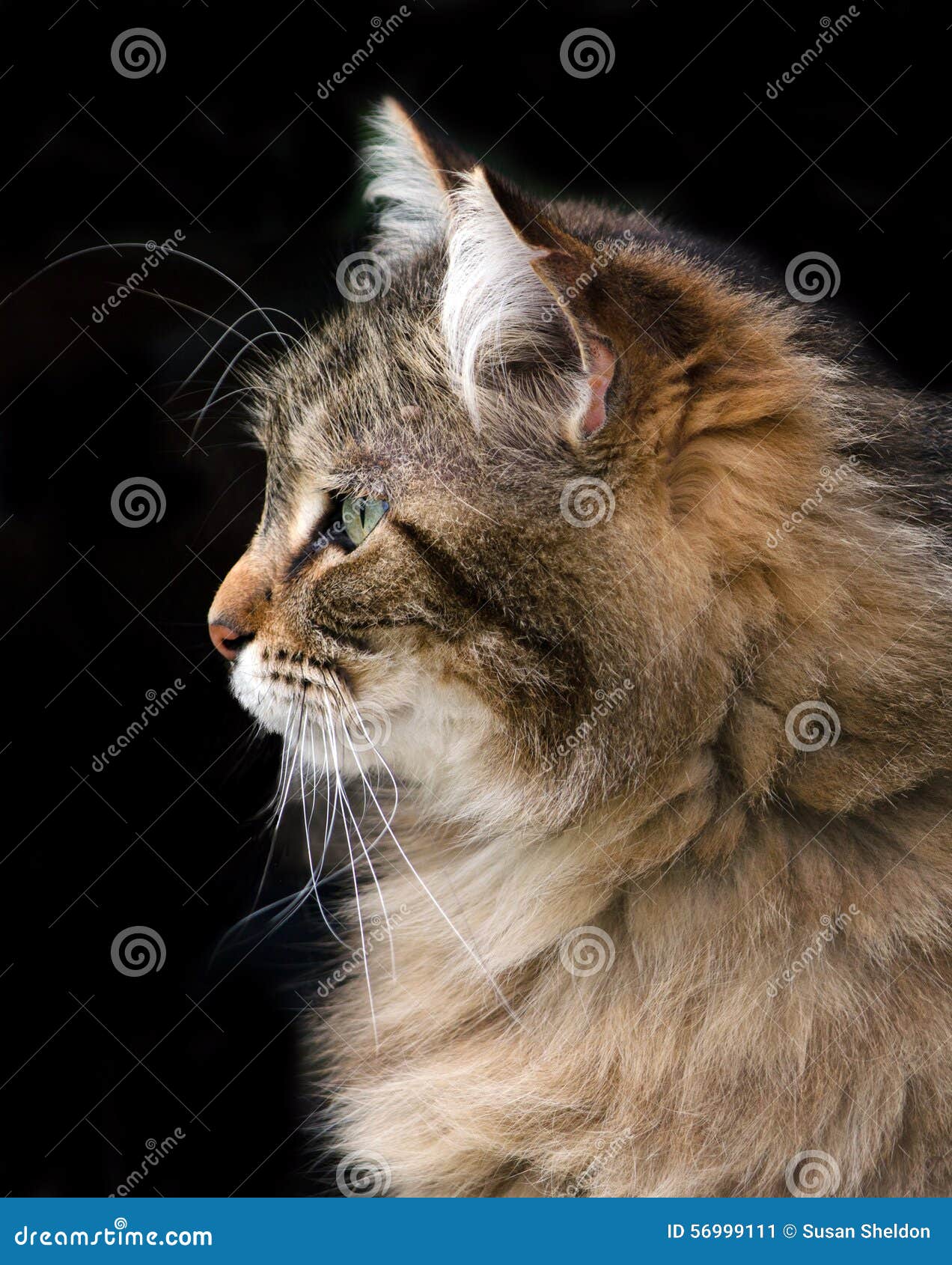 Perfil Del Mapache De Maine Imagen de archivo - Imagen de felino ...