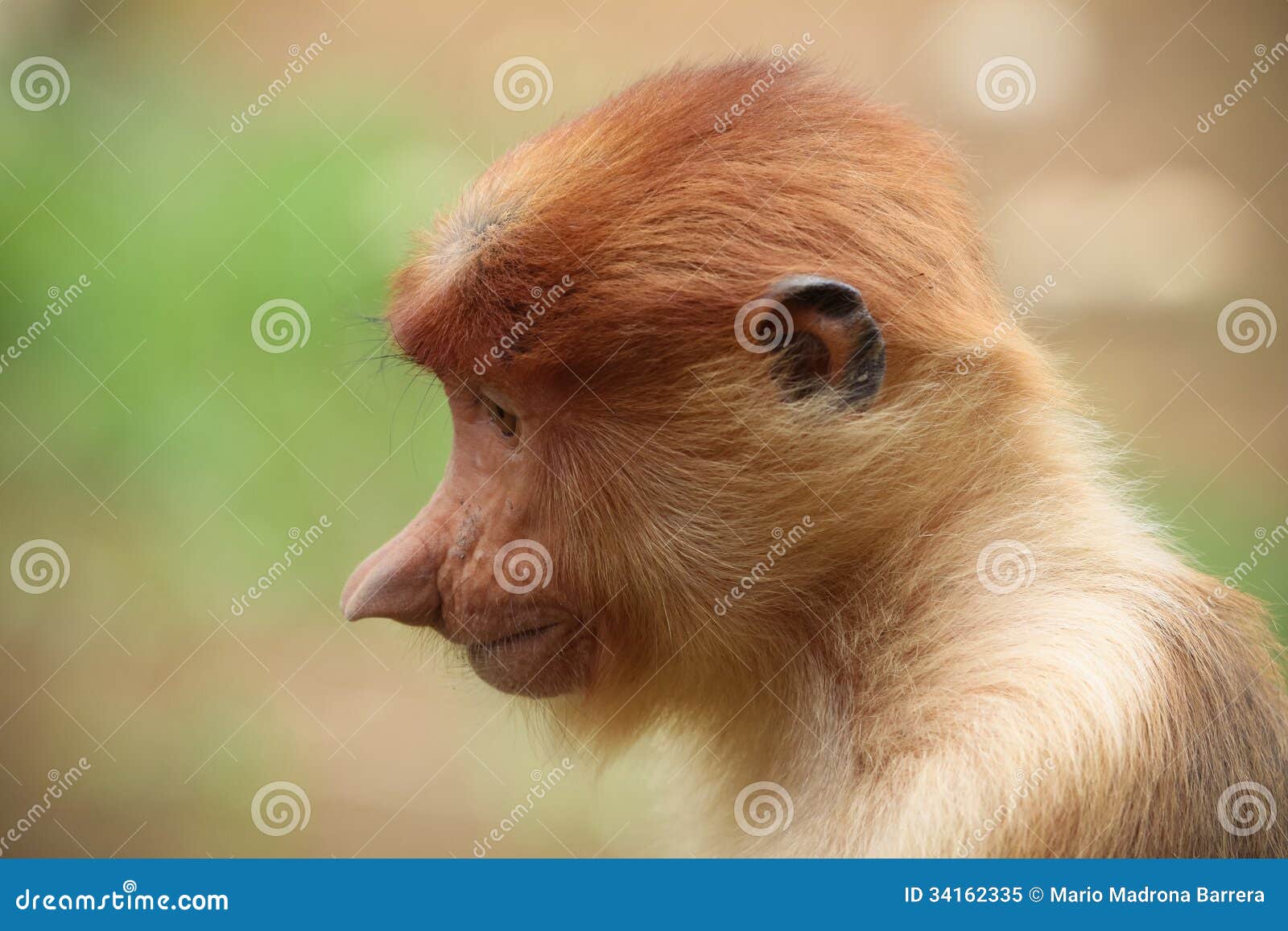 Perfil Del Mono De Probóscide Imagen de archivo - Imagen de largest ...