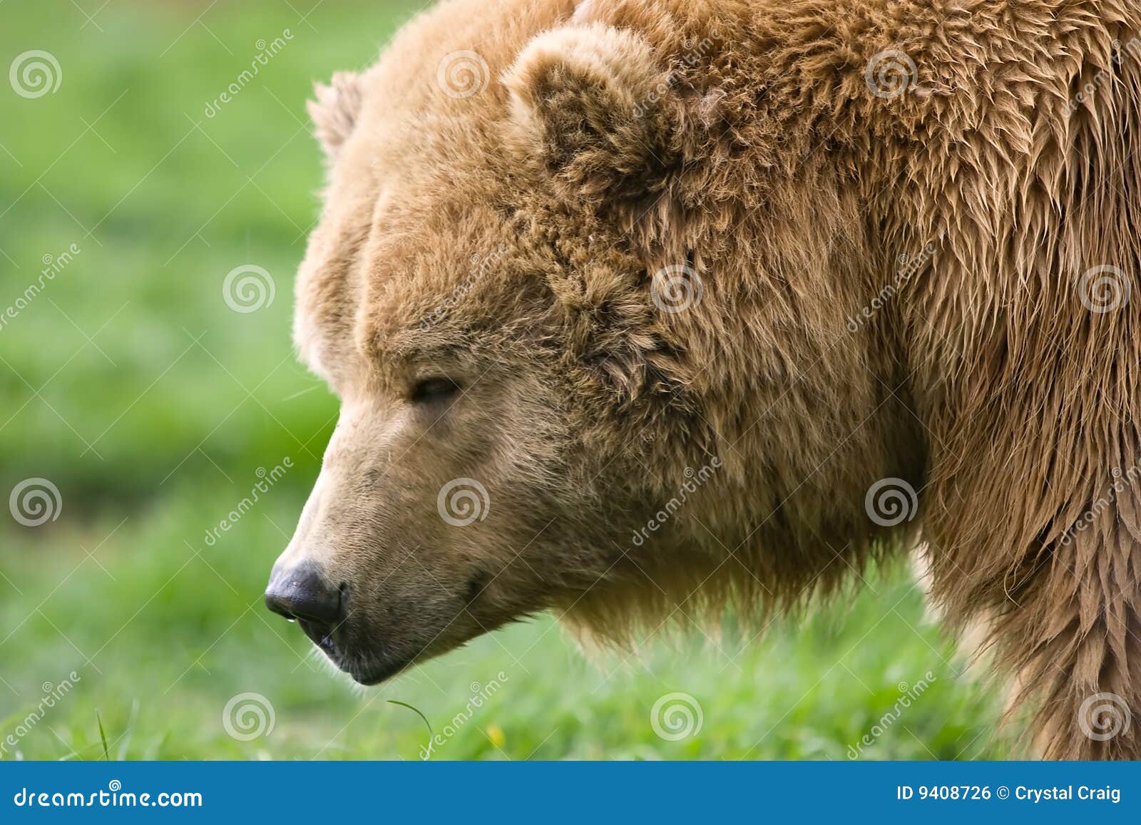 Perfil del oso de Kodiak foto de archivo. Imagen de cara - 9408726