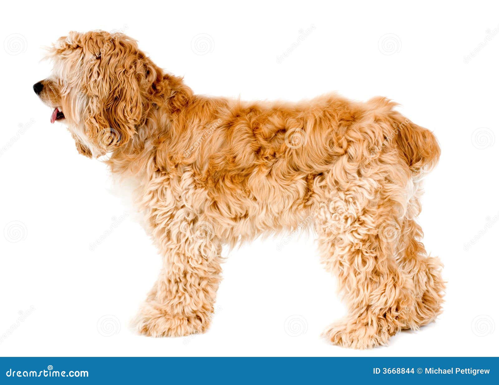 Perfil del perro foto de archivo. Imagen de silueta, coqueto - 3668844