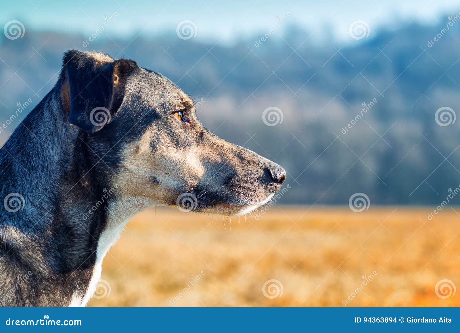 Perfil del perro foto de archivo. Imagen de elegante - 94363894