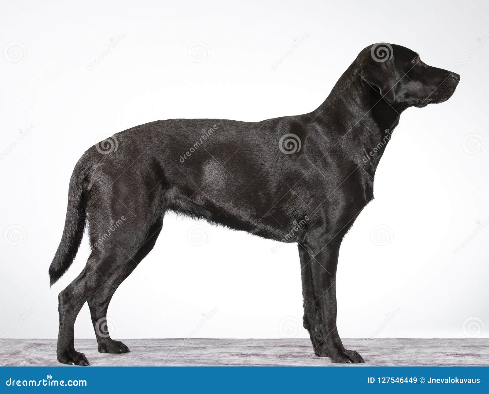 Perfil del perro del lado imagen de archivo. Imagen de casta - 127546449