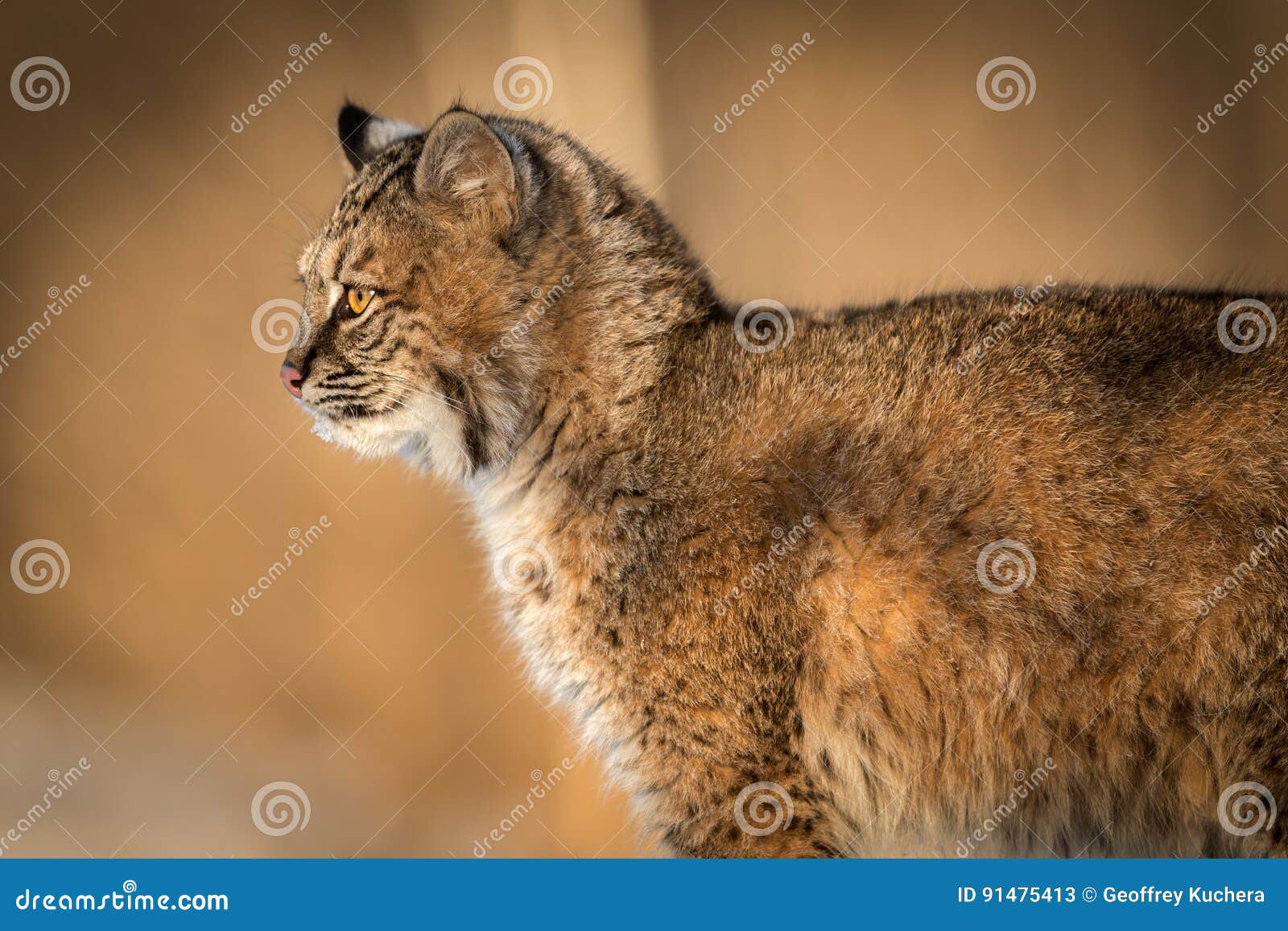 Perfil Del Primer Del Rufus De Bobcat Lynx Imagen de archivo - Imagen ...