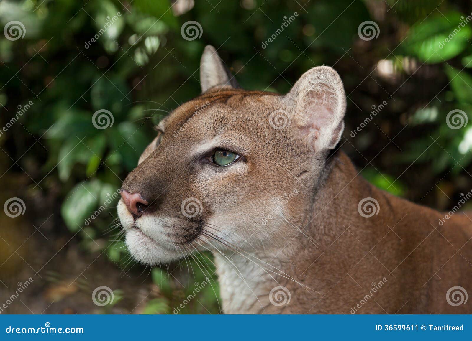 Perfil del puma imagen de archivo. Imagen de camuflaje - 36599611