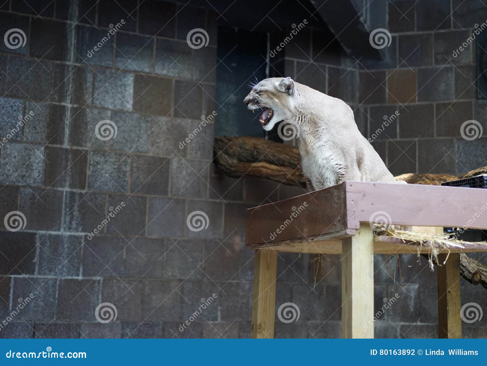 Perfil del puma del rugido foto de archivo. Imagen de puma - 80163892