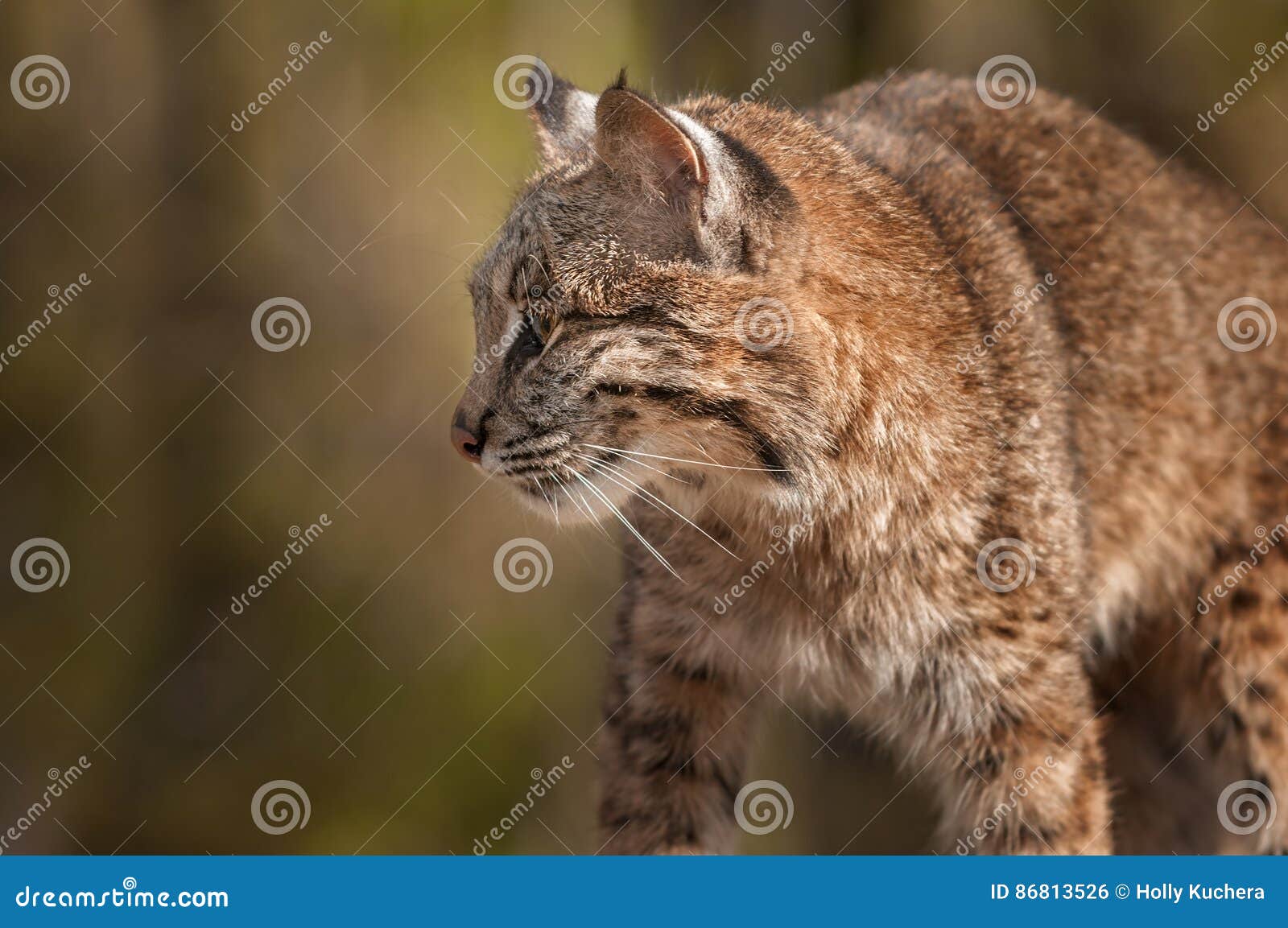 796 Bobcat Lynx Fotos de stock - Fotos libres de regalías de Dreamstime