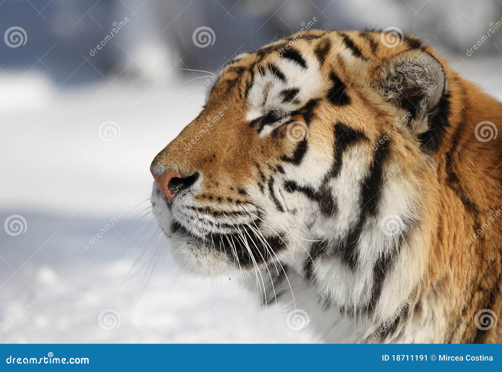 Perfil del tigre de Amur imagen de archivo. Imagen de canadá - 18711191